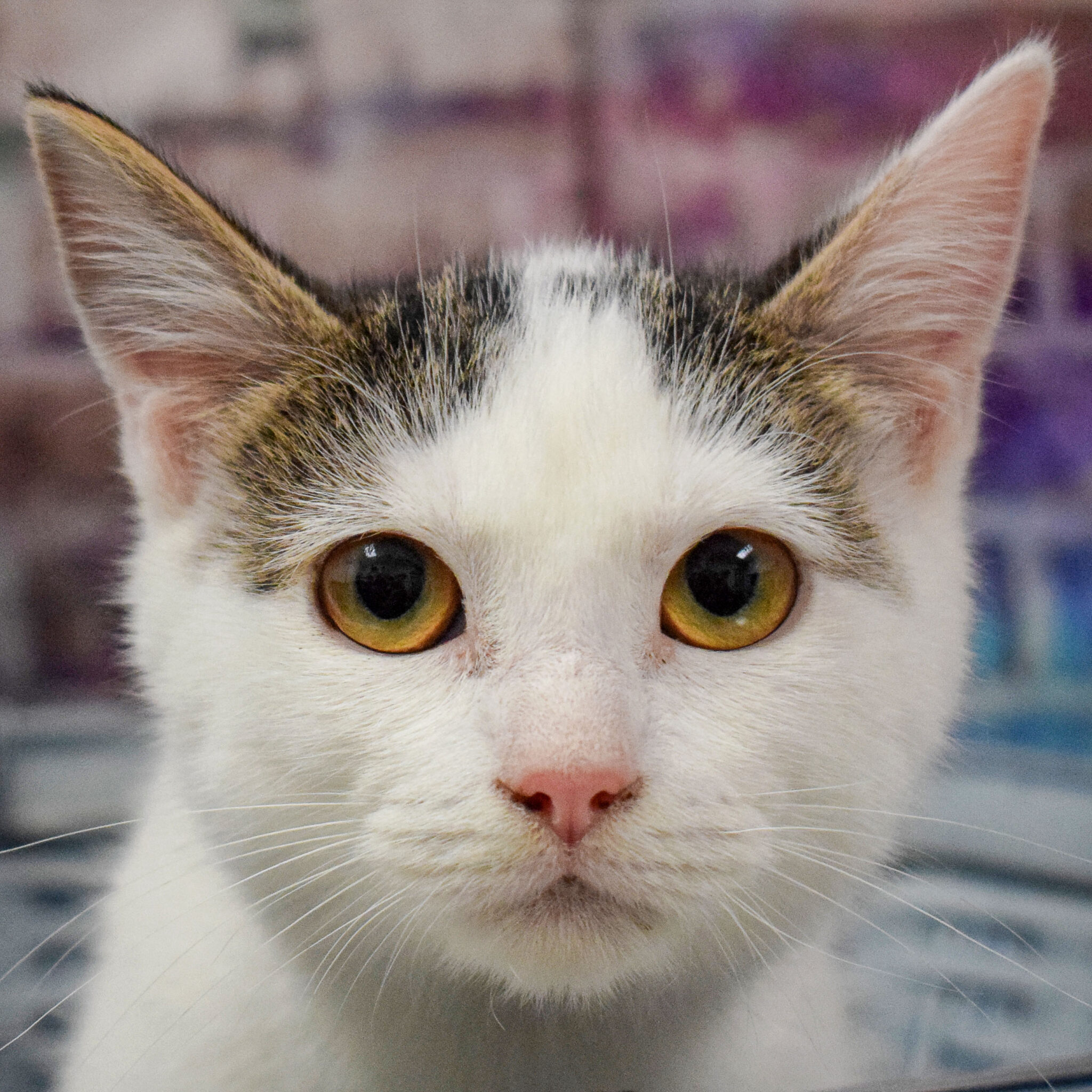Q tip Animal House Shelter