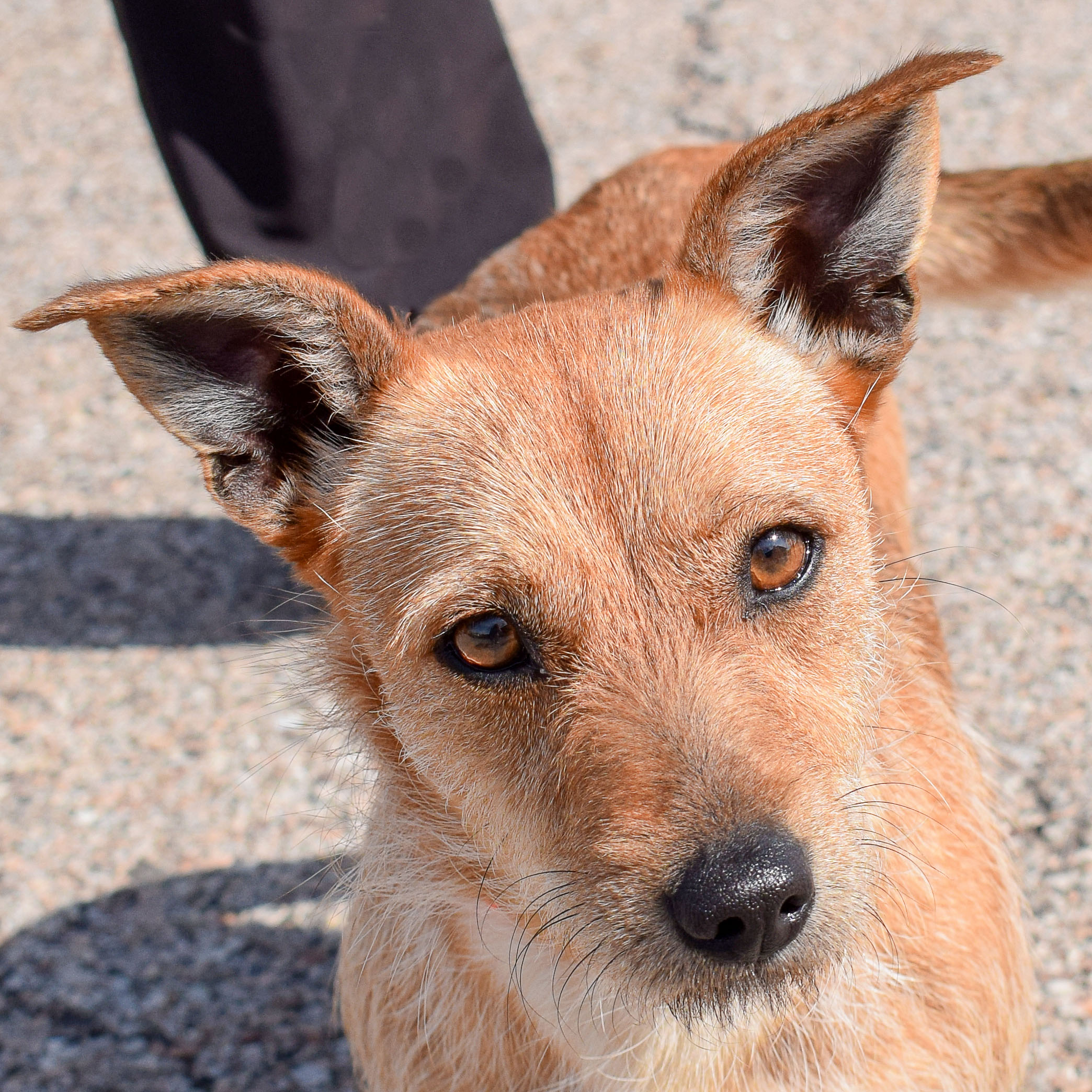 Rascal - Animal House Shelter