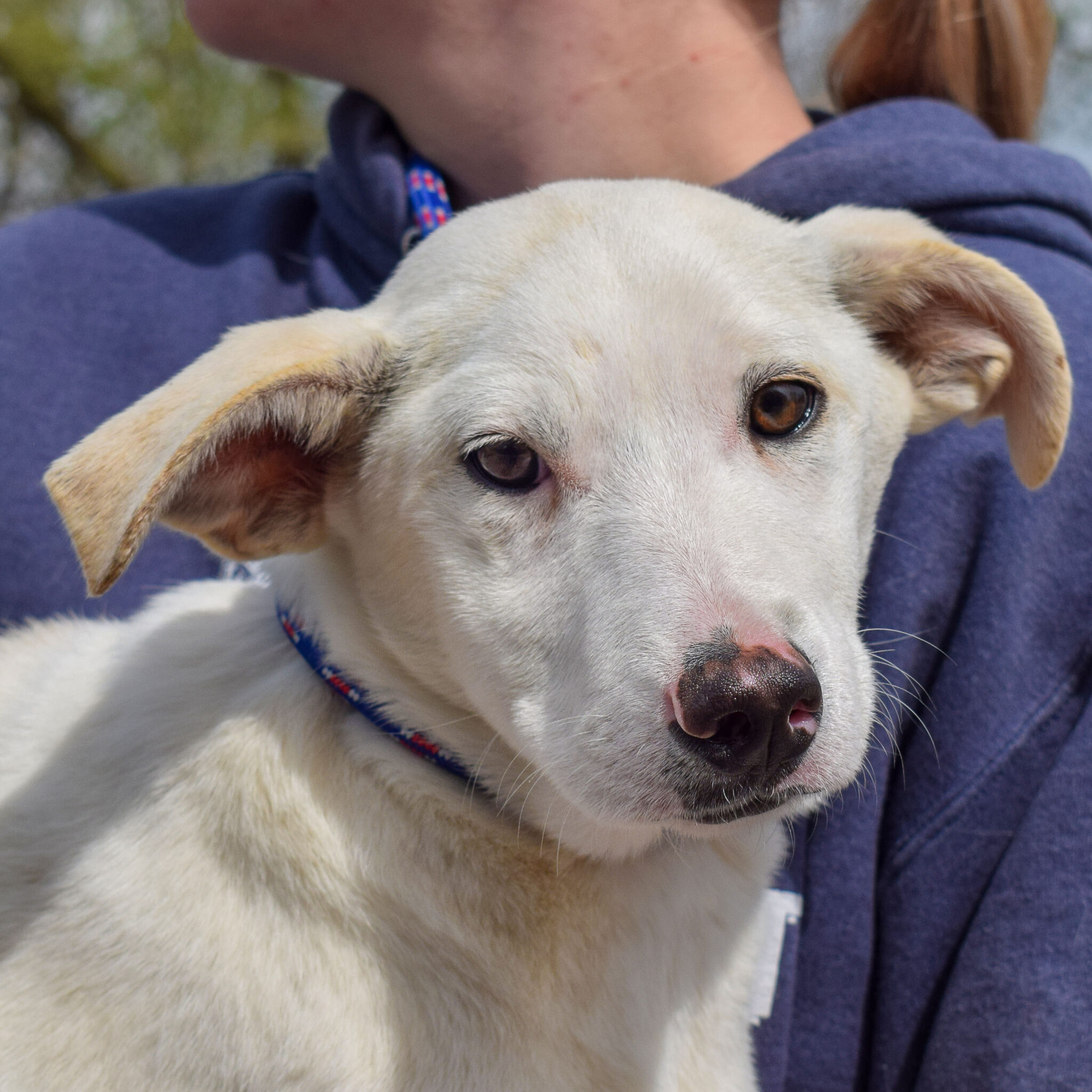 Roo - Animal House Shelter