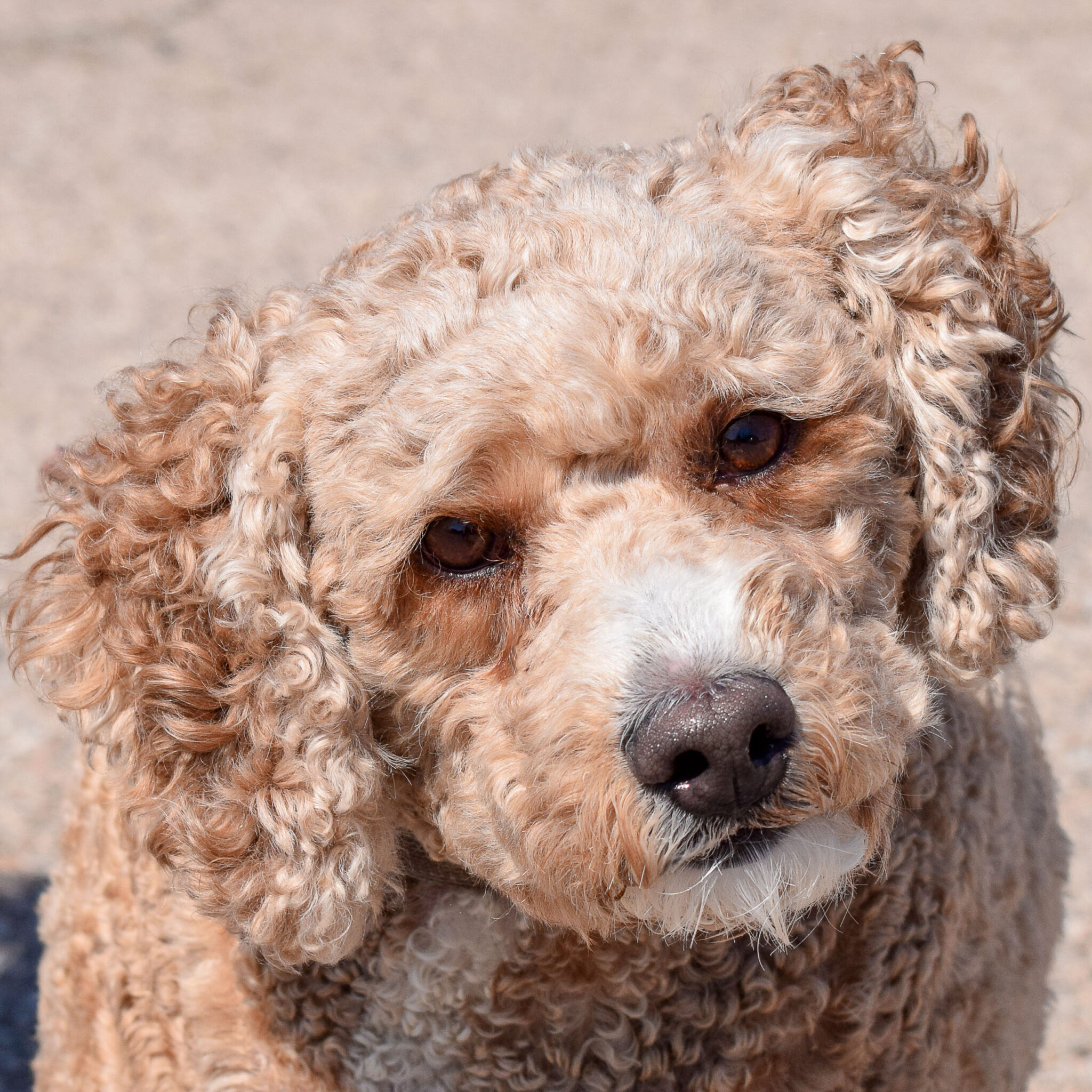 Ruby - Animal House Shelter