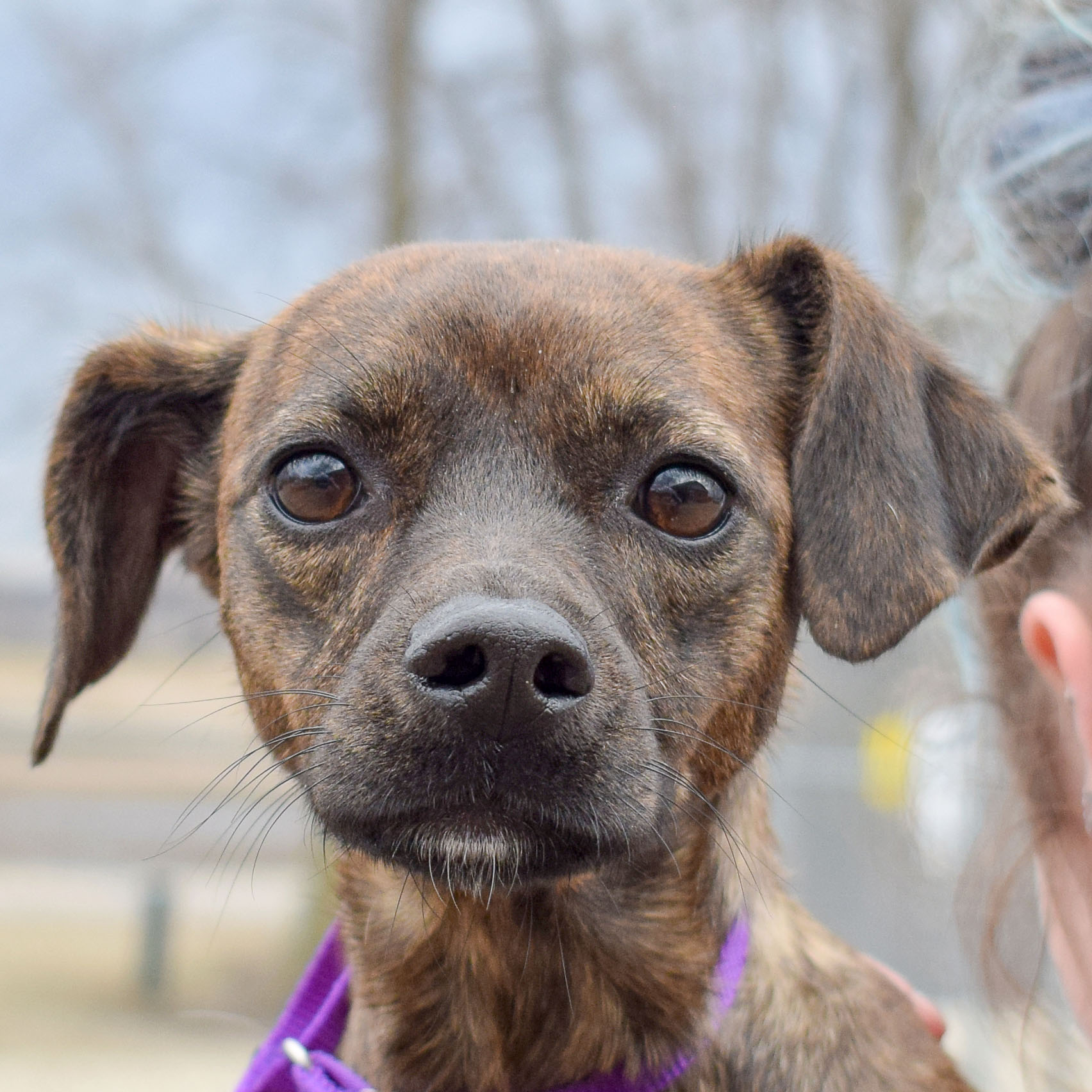 Sabrina - Animal House Shelter