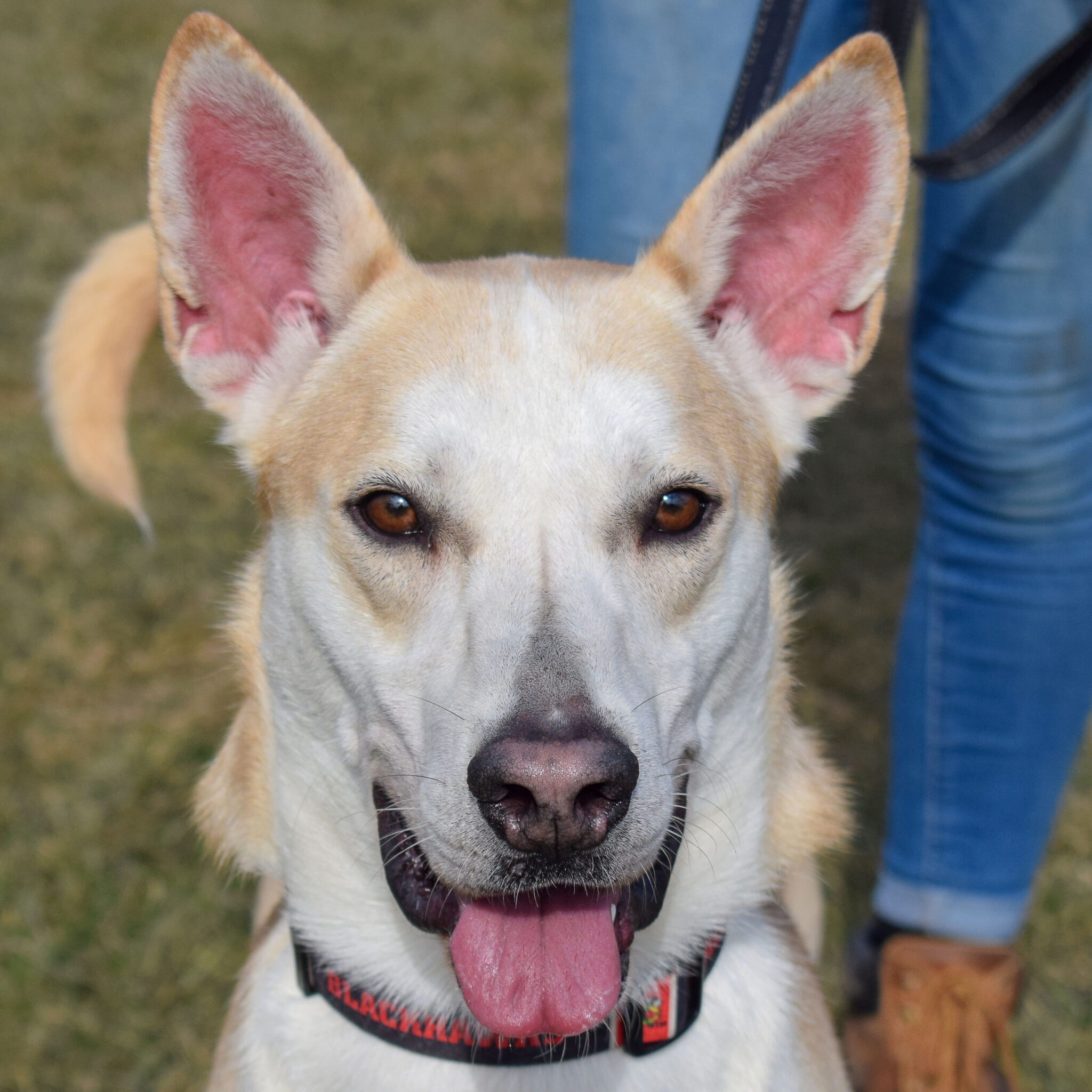 Scooter - Animal House Shelter