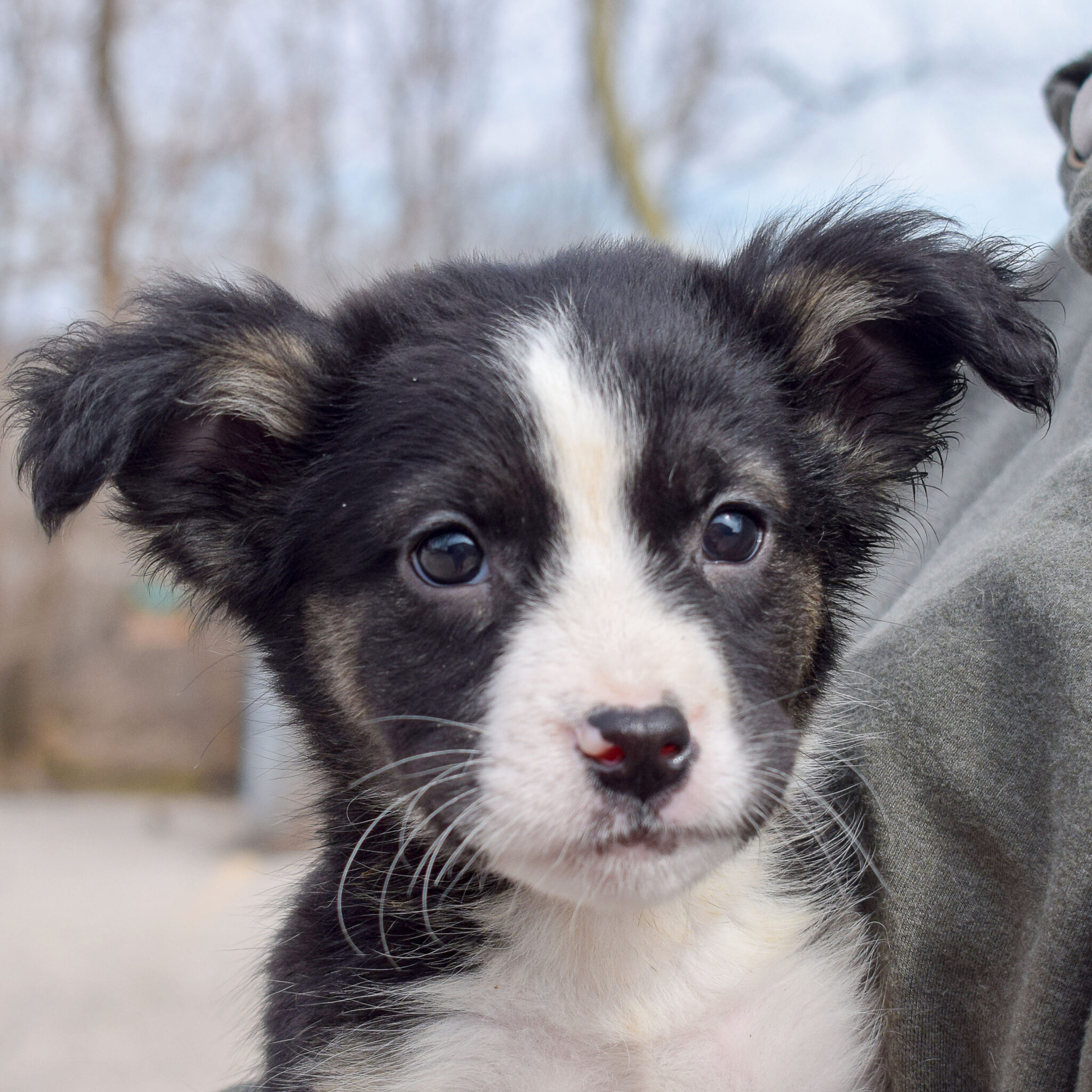 Ward - Animal House Shelter