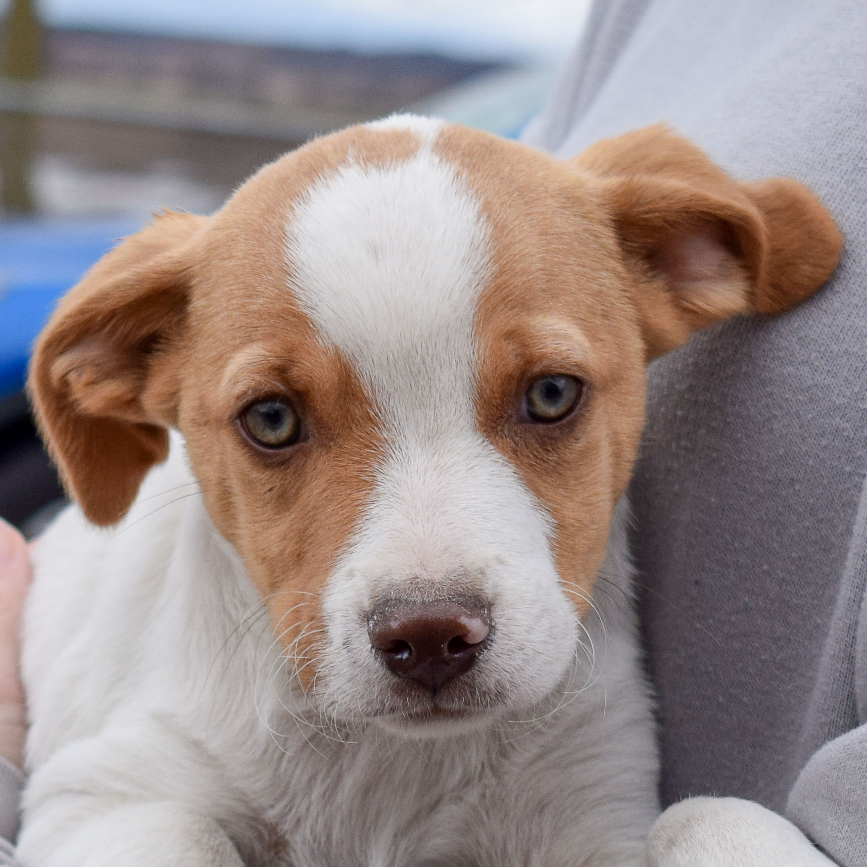 Zippy - Animal House Shelter
