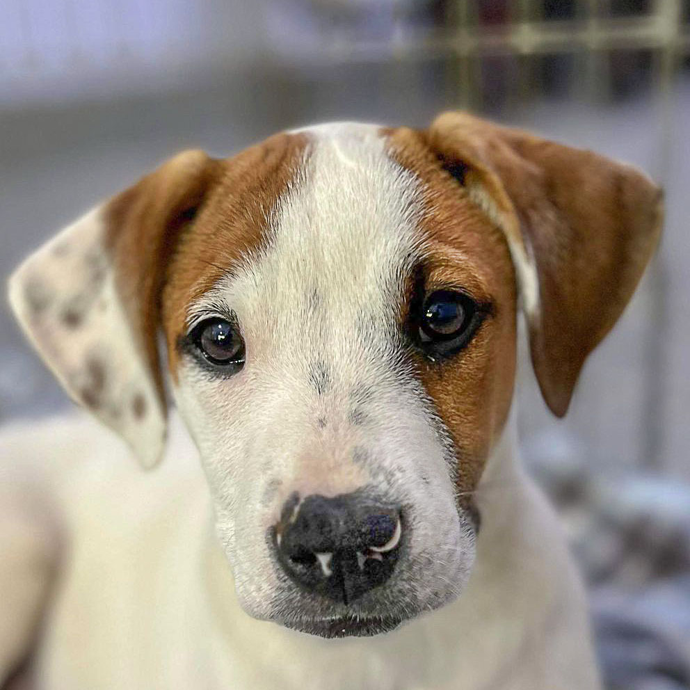 Cheeto - Animal House Shelter