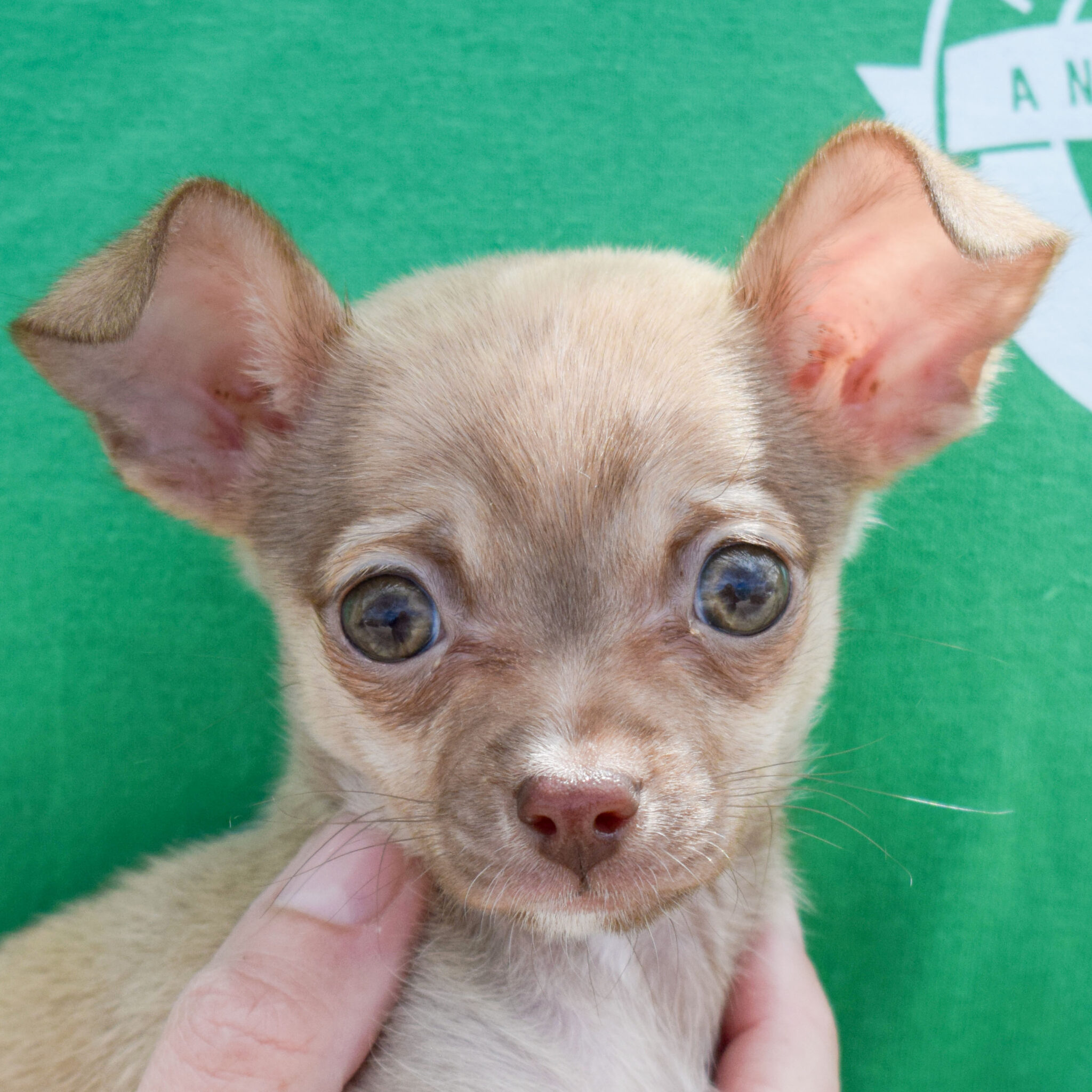 Chiquita - Animal House Shelter