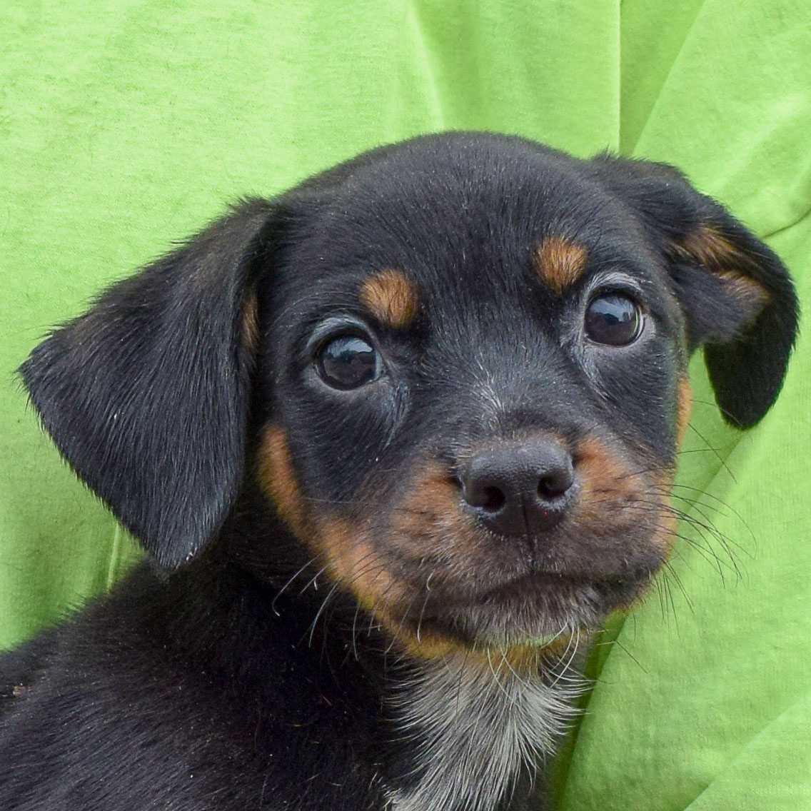 Fireball - Animal House Shelter