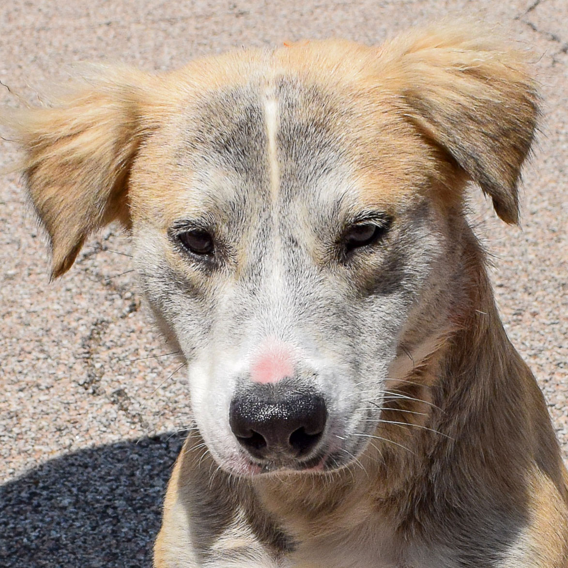 Lester - Animal House Shelter