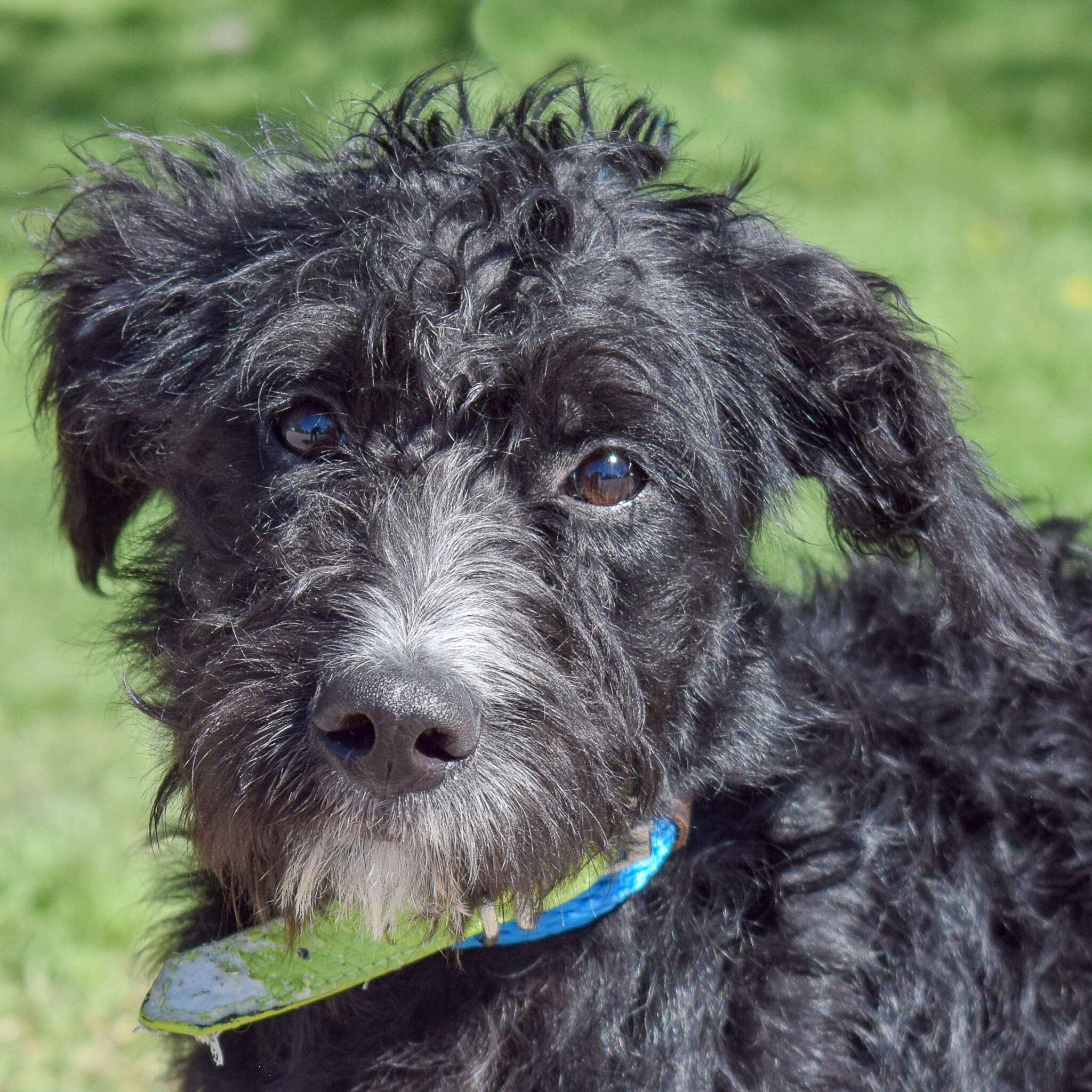 Marsha - Animal House Shelter