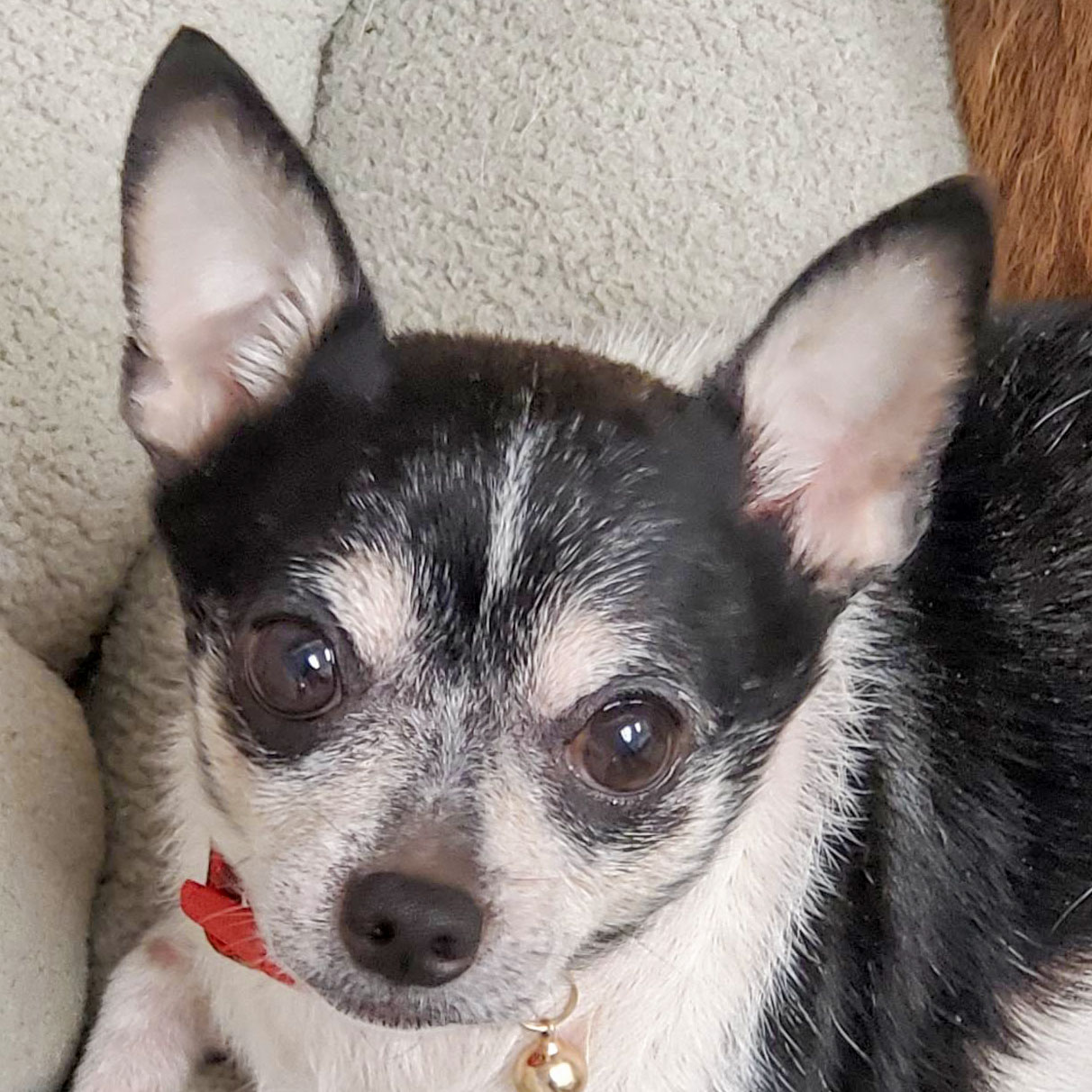 Marvin - Animal House Shelter