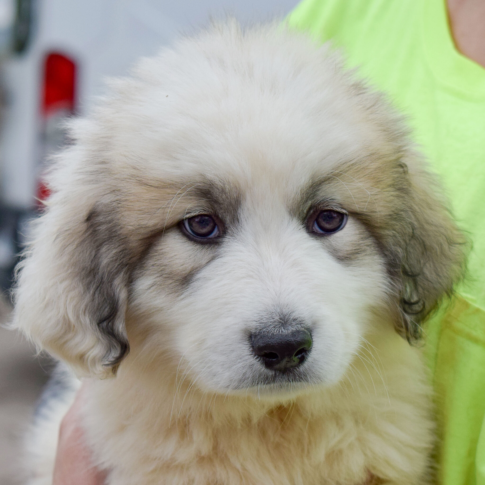 Mellow - Animal House Shelter