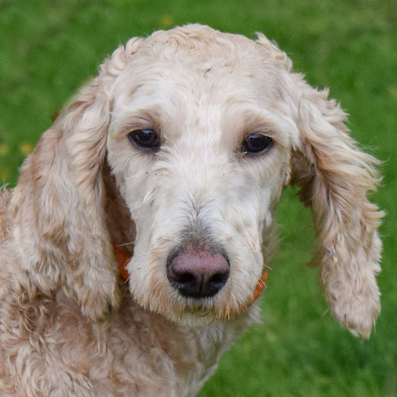 Merci - Animal House Shelter