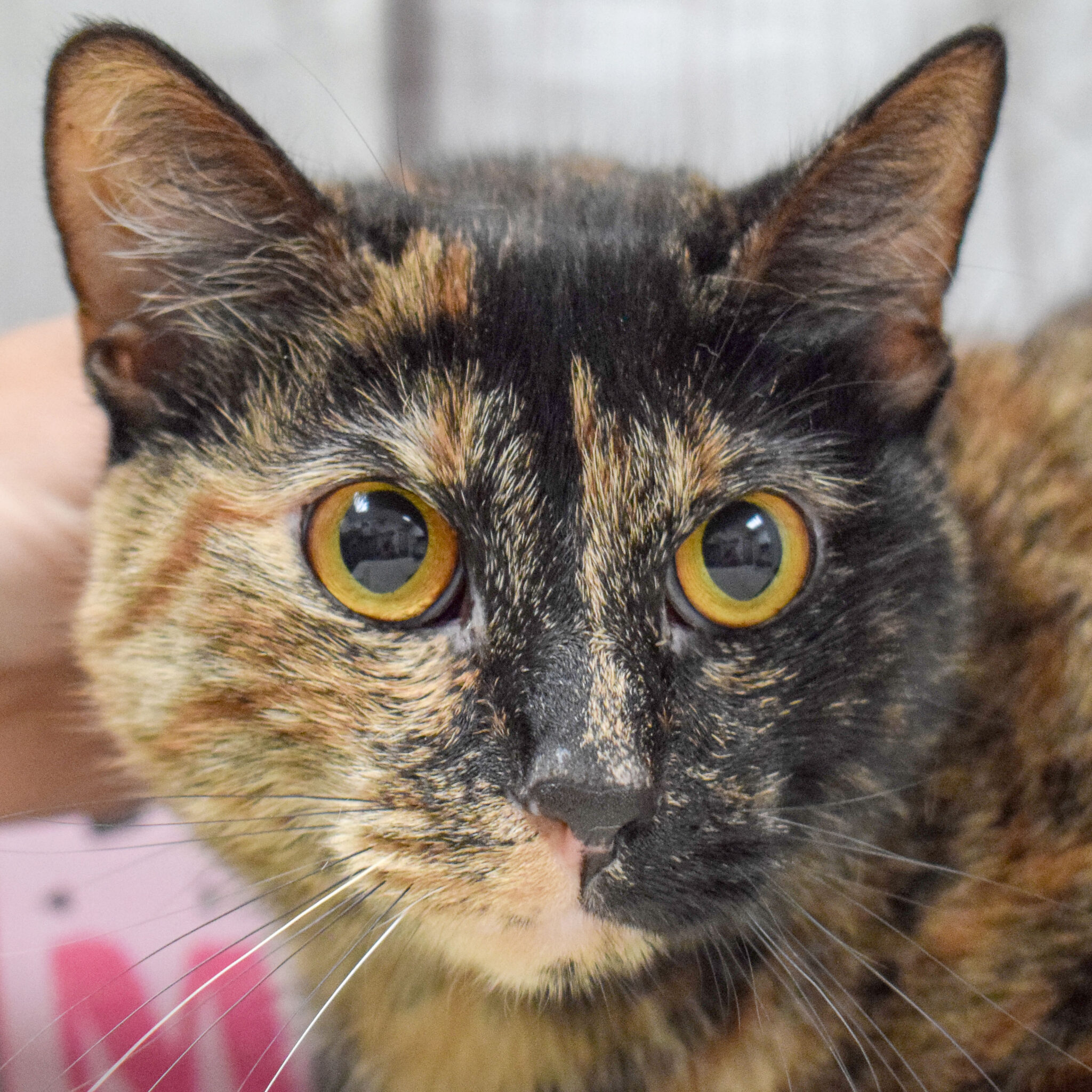 Nutella - Animal House Shelter