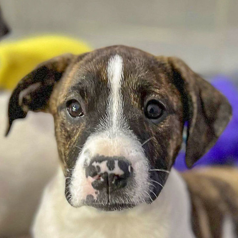 Ruffles - Animal House Shelter