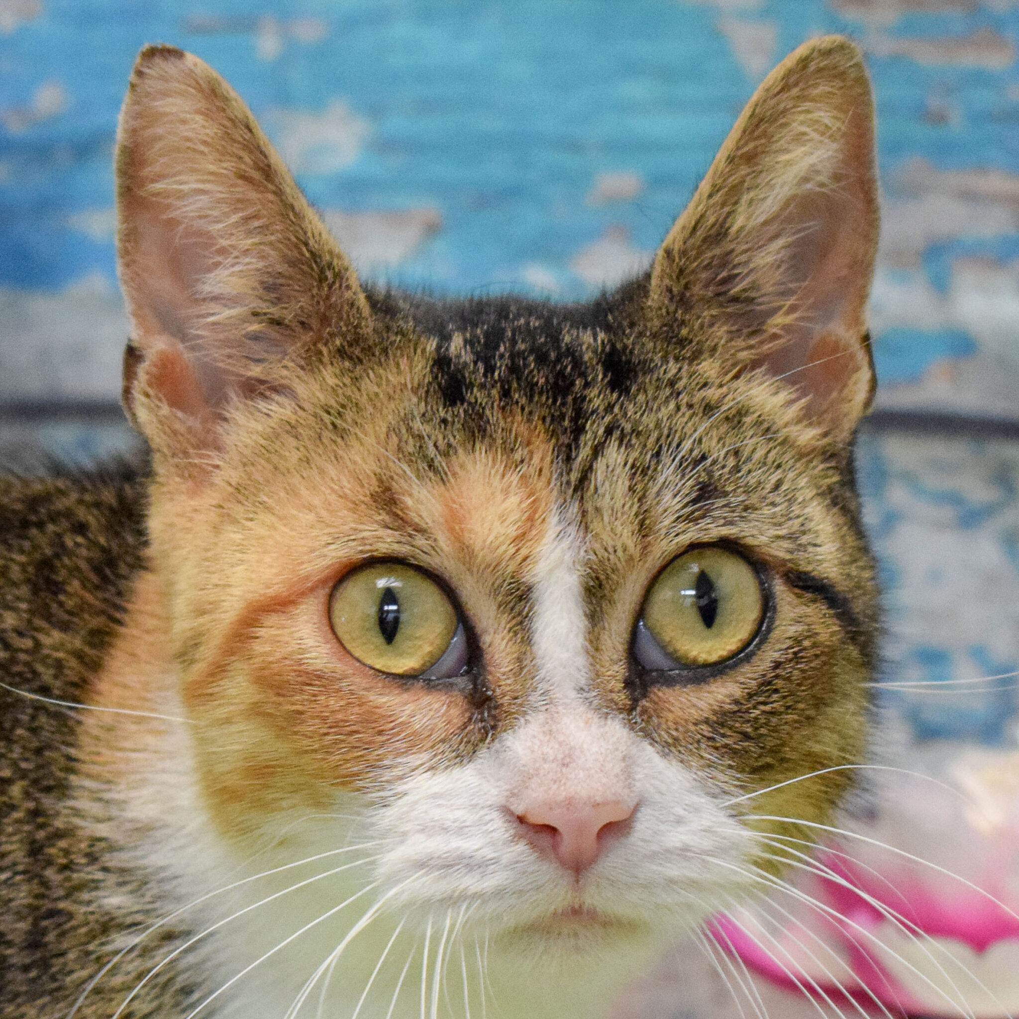 Sarah - Animal House Shelter