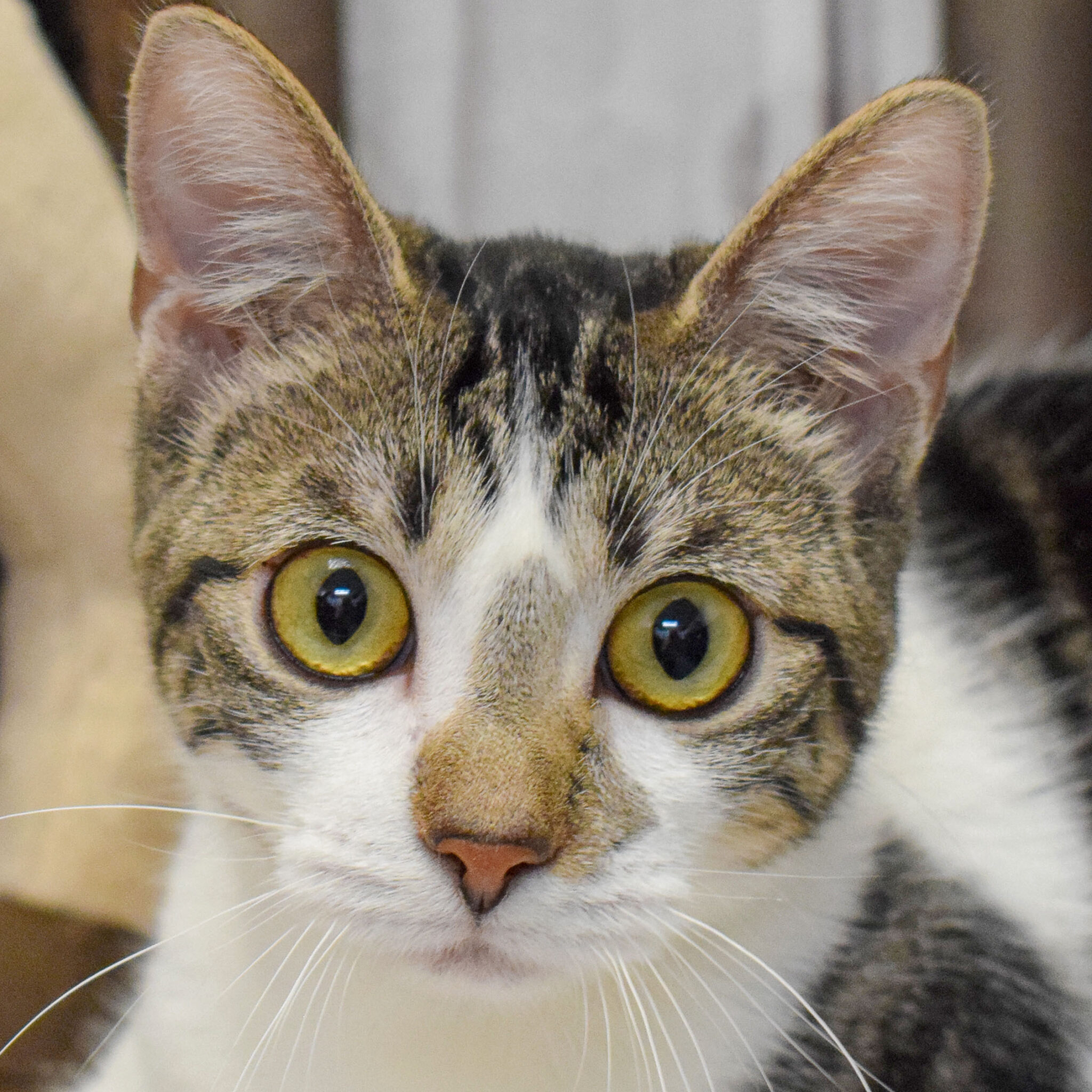 Shelly - Animal House Shelter