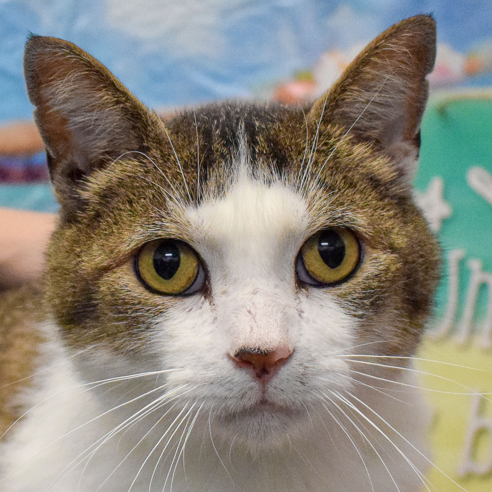 Sid - Animal House Shelter