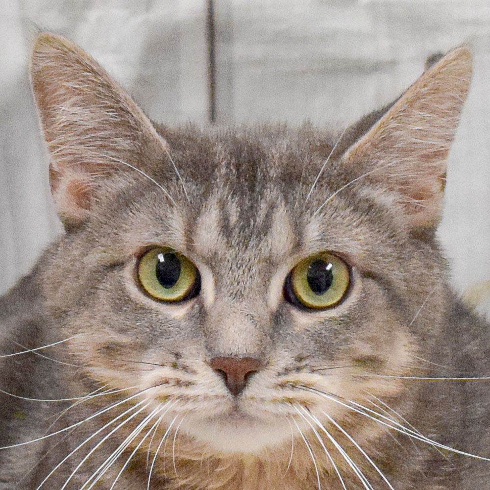 Sparta - Animal House Shelter