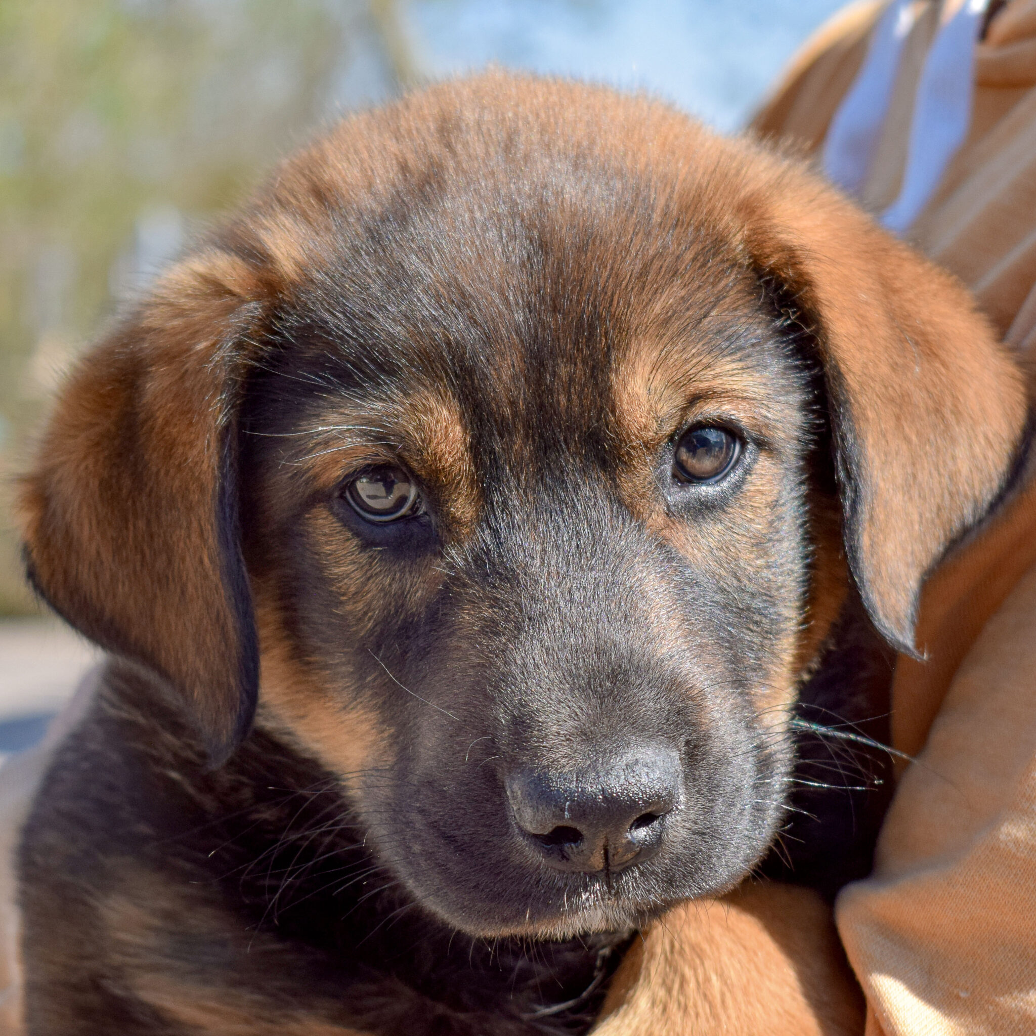 Tucker - Animal House Shelter