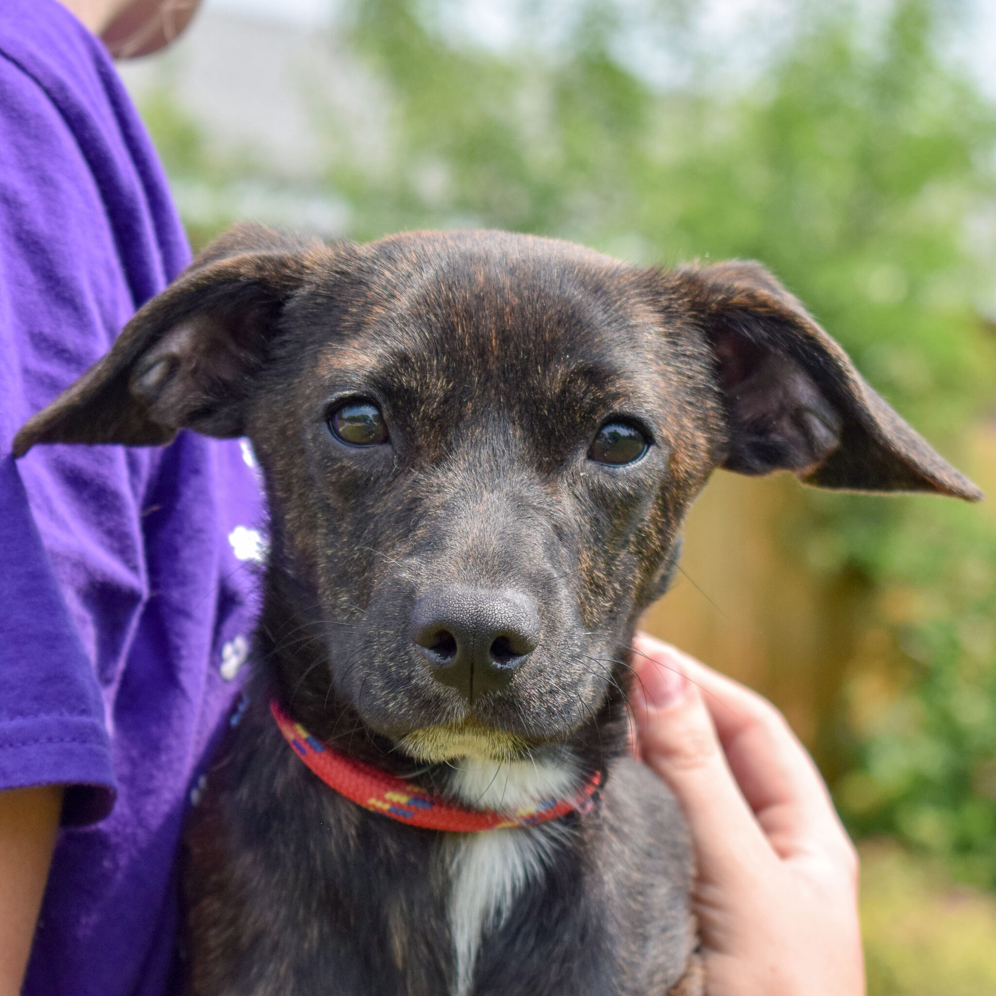 Ace - Animal House Shelter