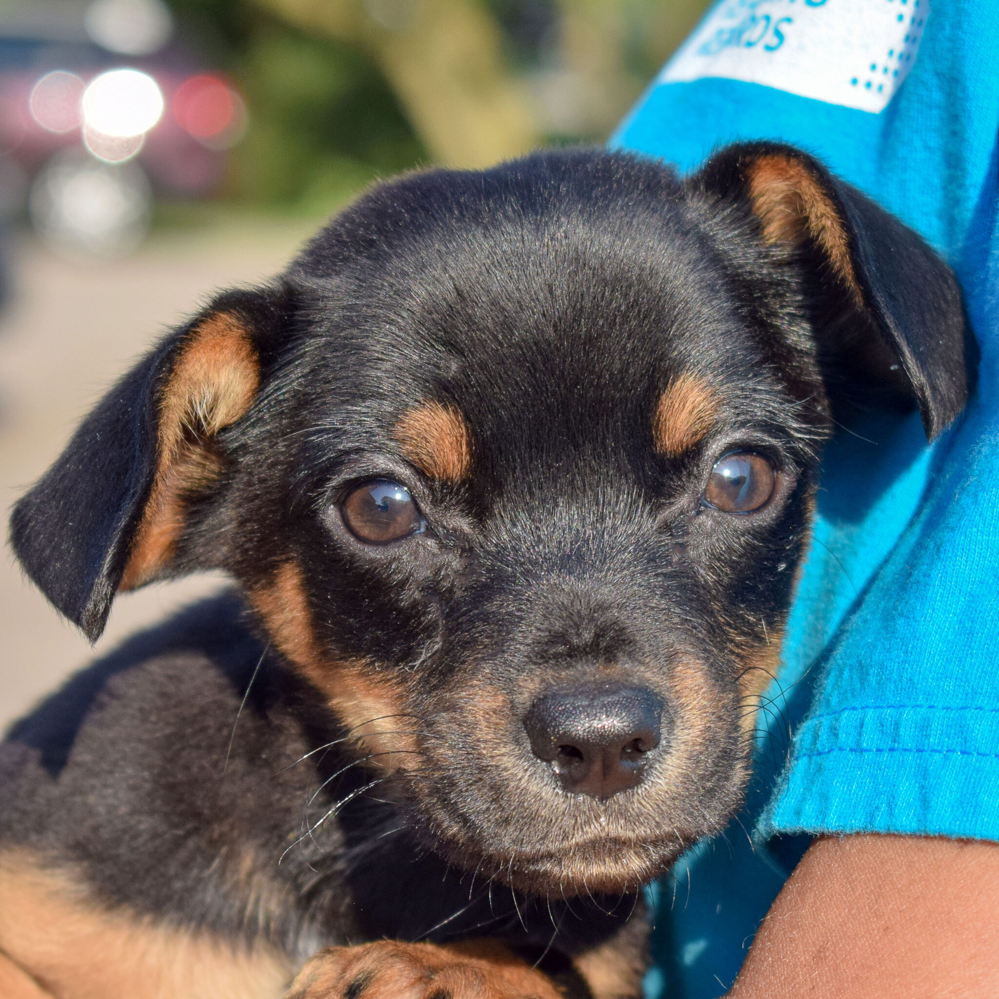 Arlo - Animal House Shelter