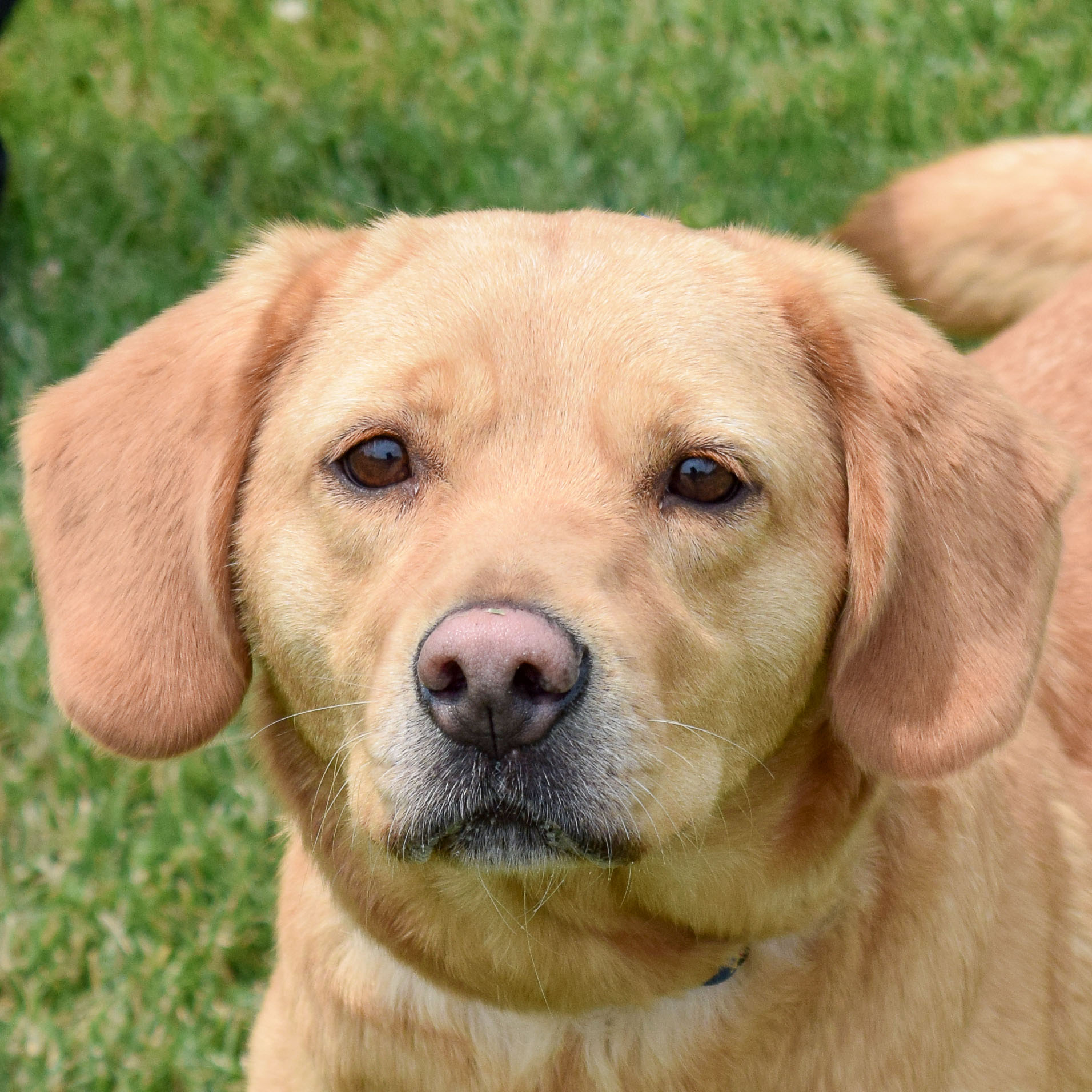 Bailey - Animal House Shelter