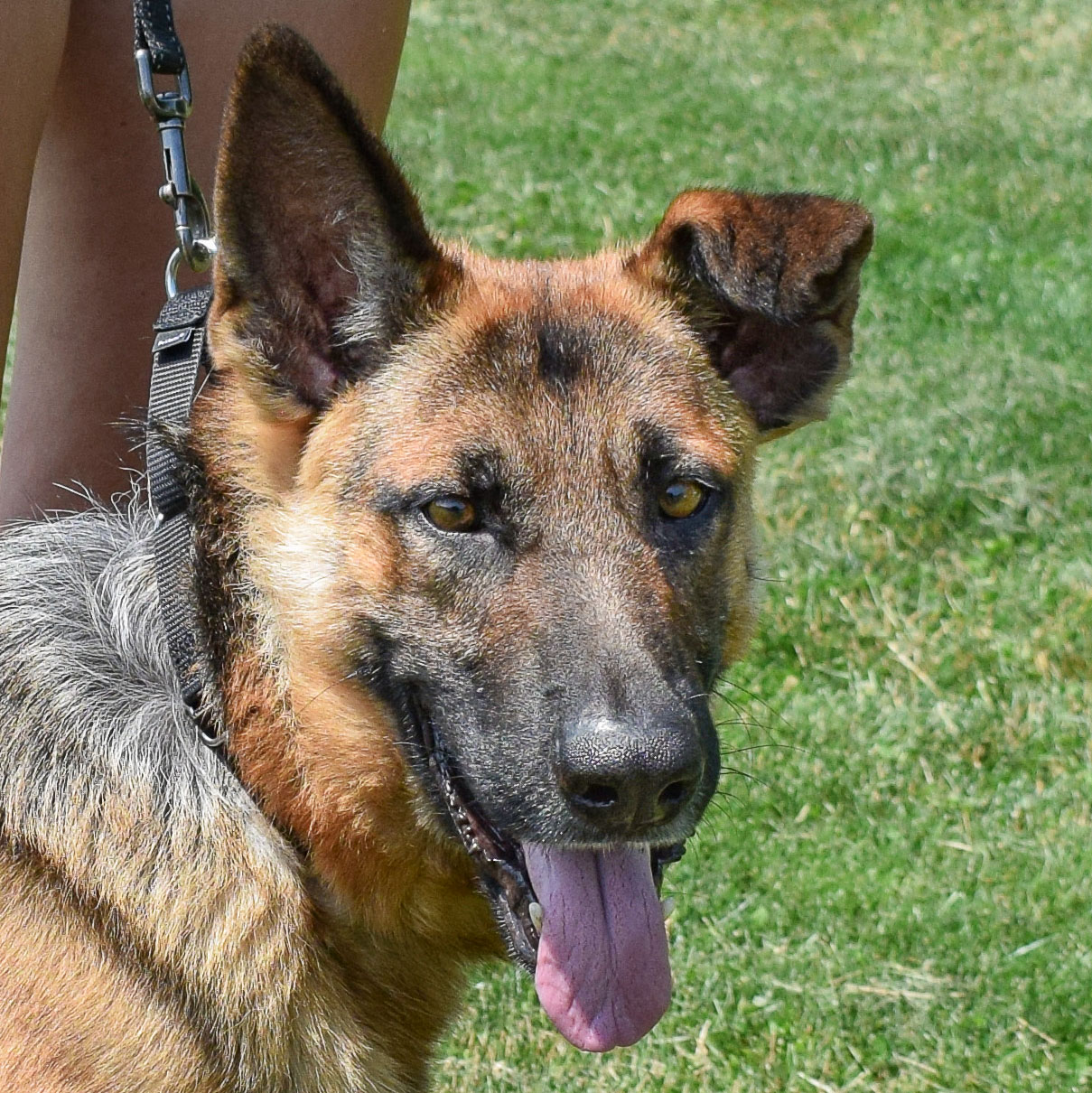 Dexter - Animal House Shelter