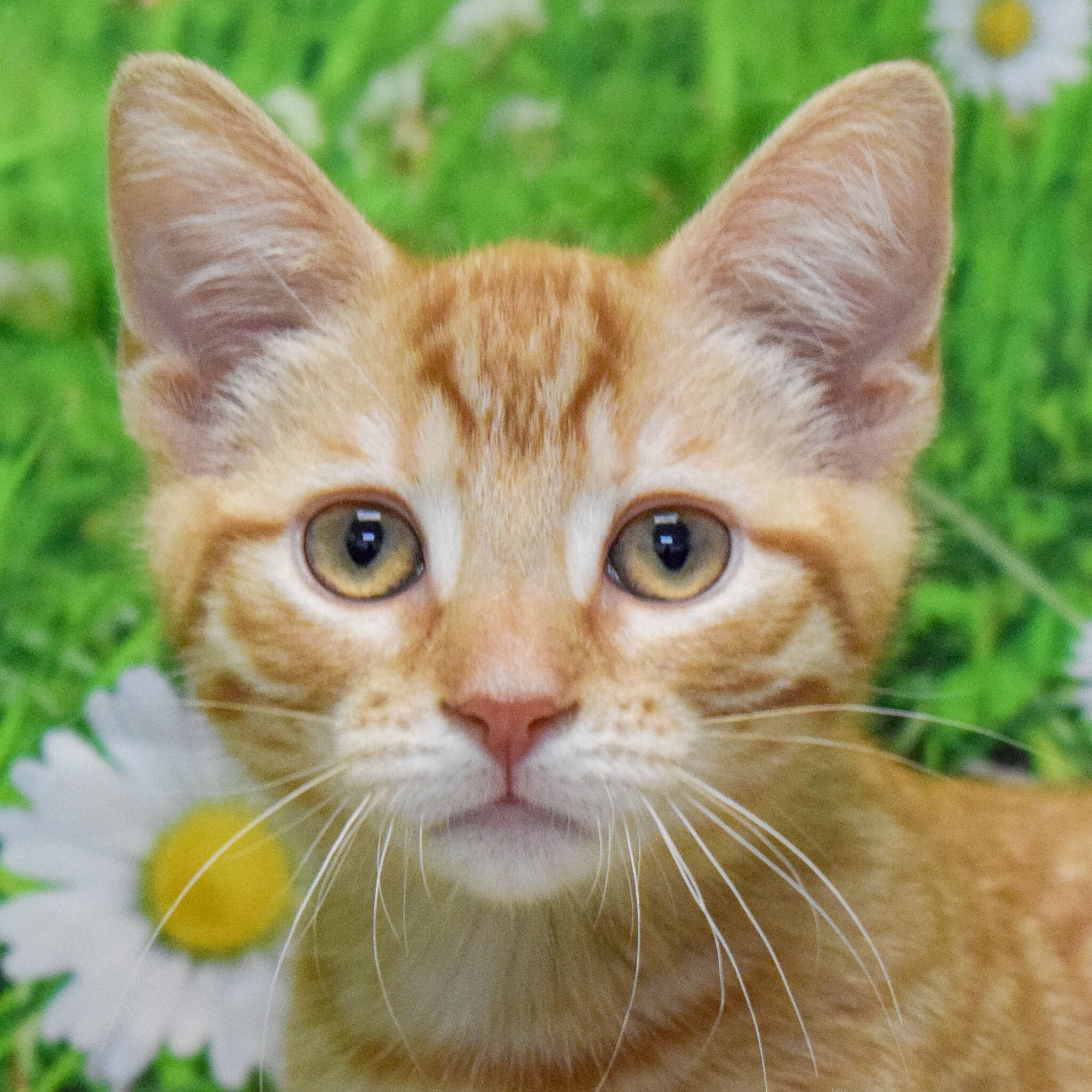 Flint - Animal House Shelter