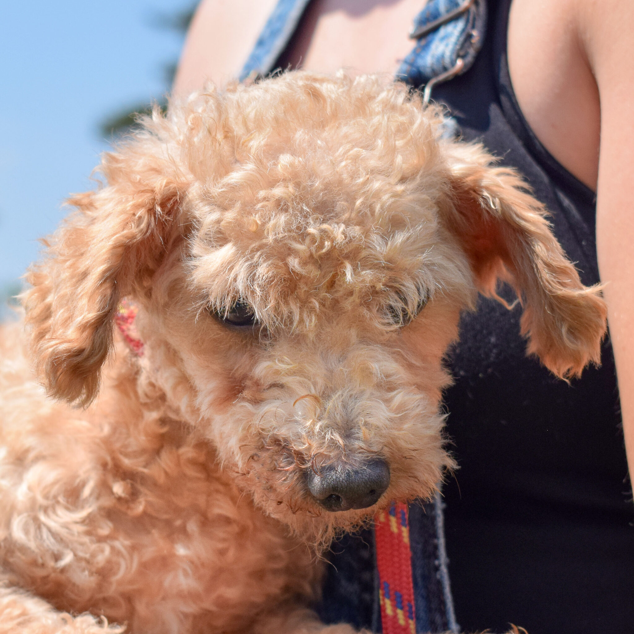 Grover - Animal House Shelter