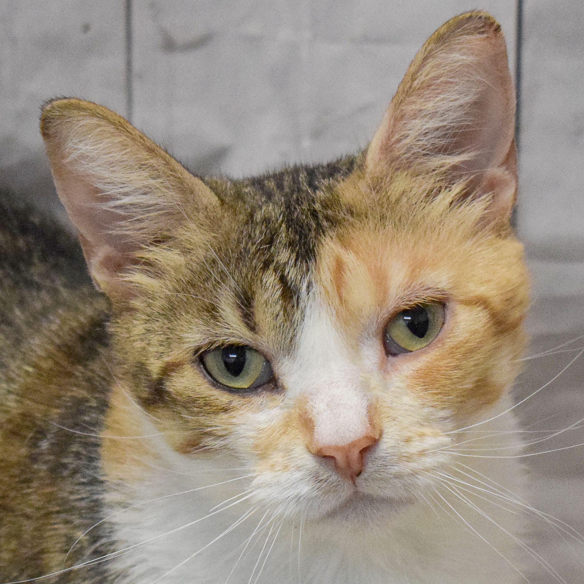 Jamie Lee Calico - Animal House Shelter
