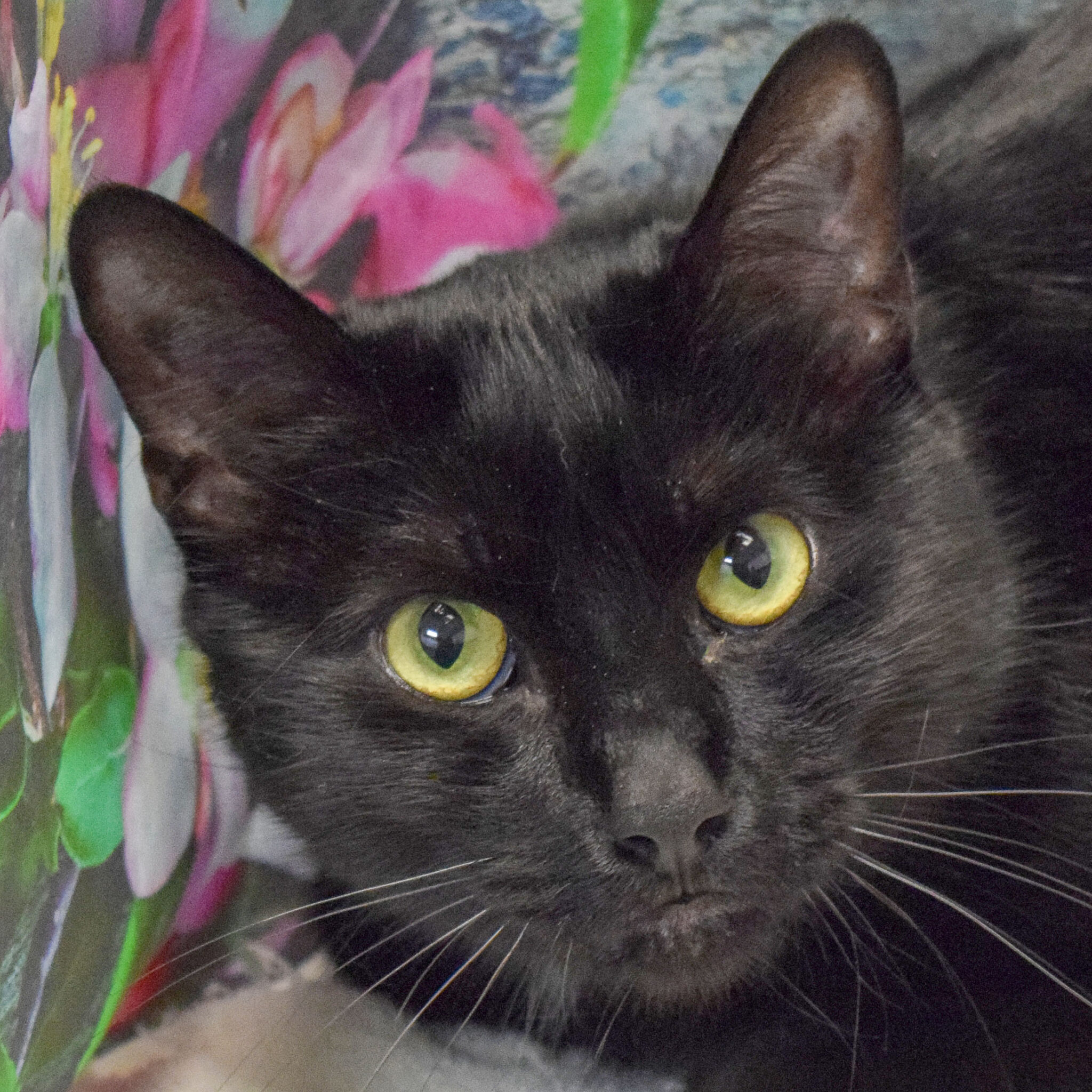 Mason - Animal House Shelter