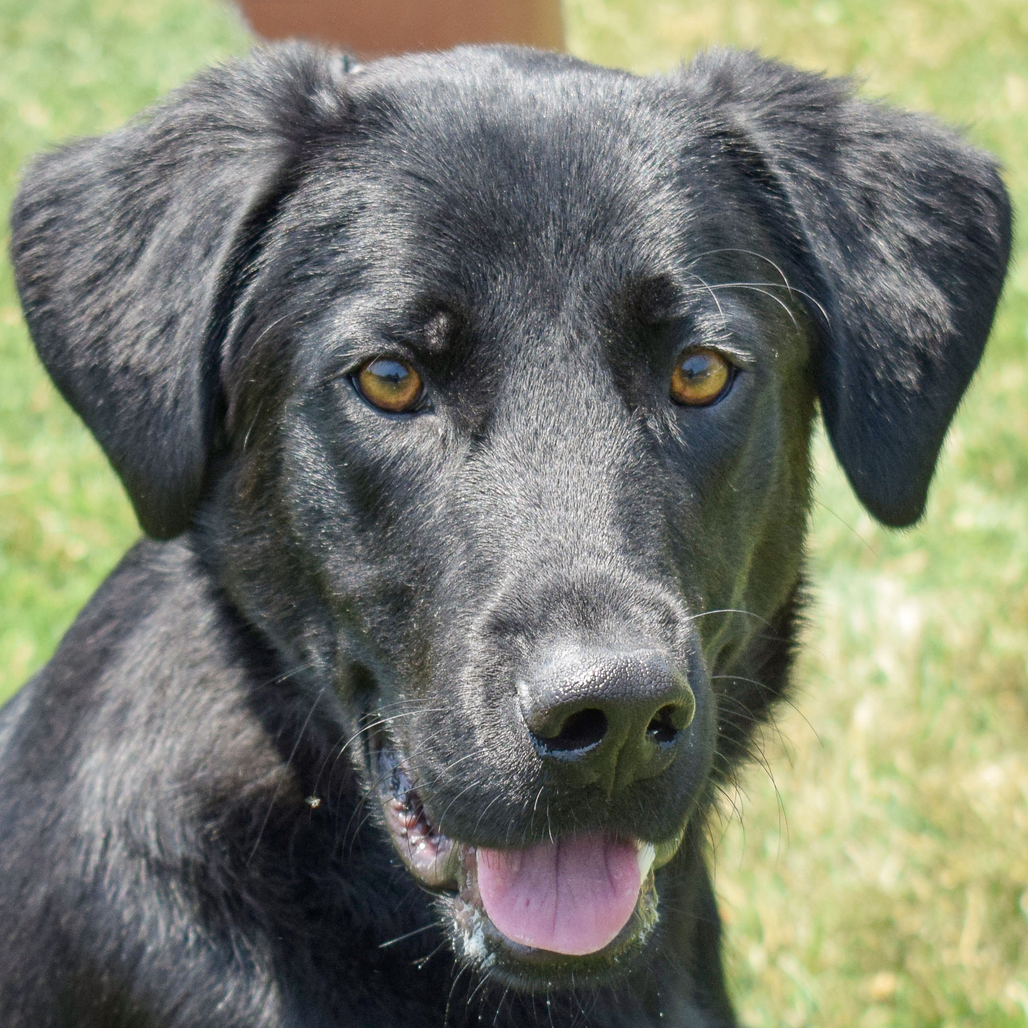 Merlin - Animal House Shelter