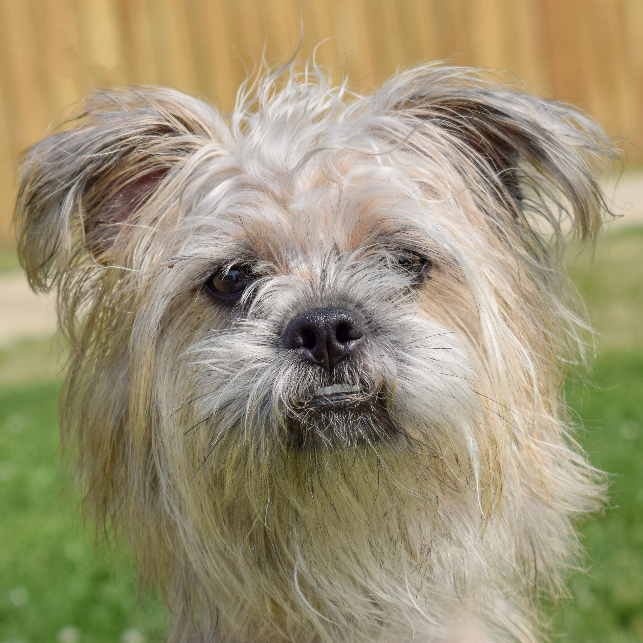 Pringle - Animal House Shelter