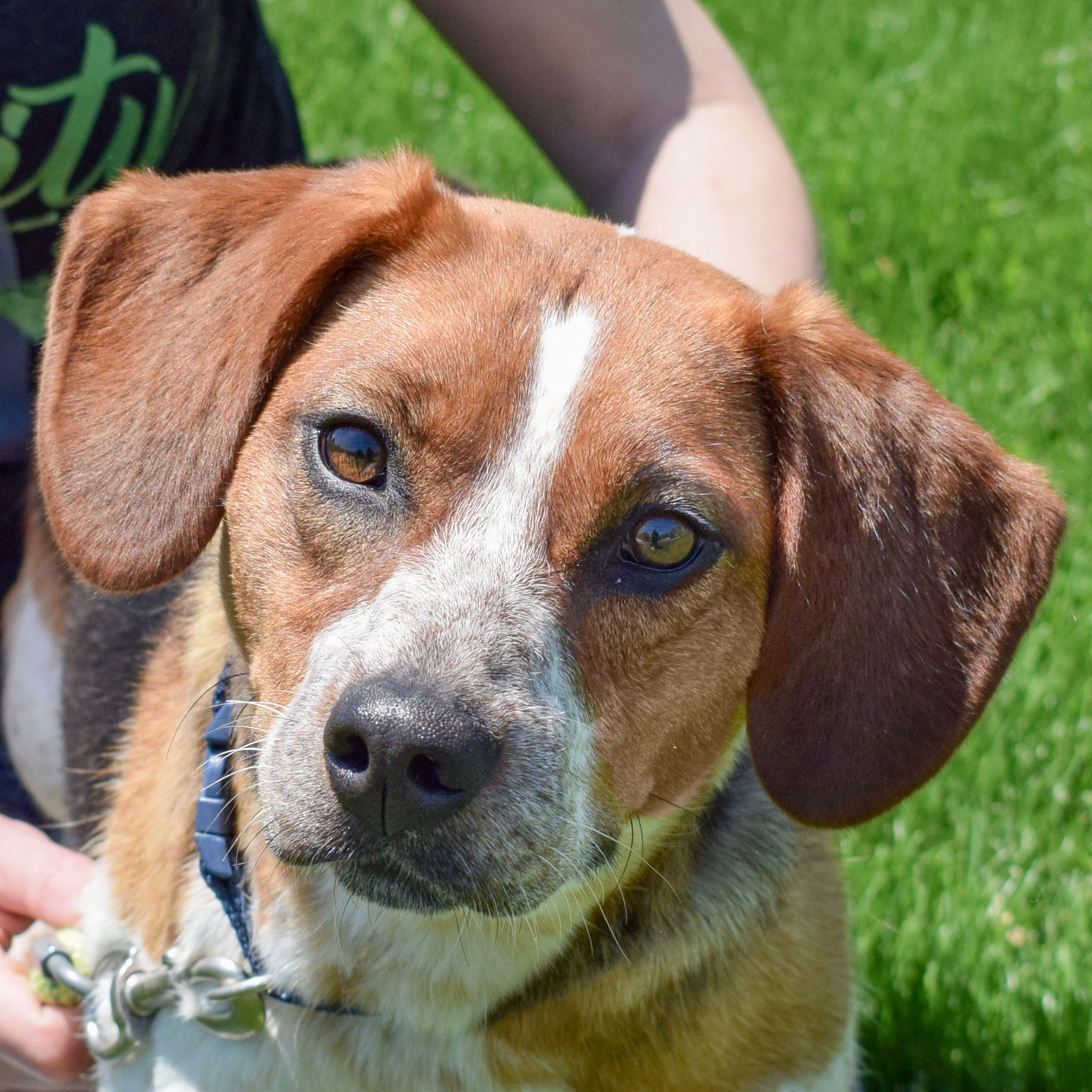 Pumpkin - Animal House Shelter