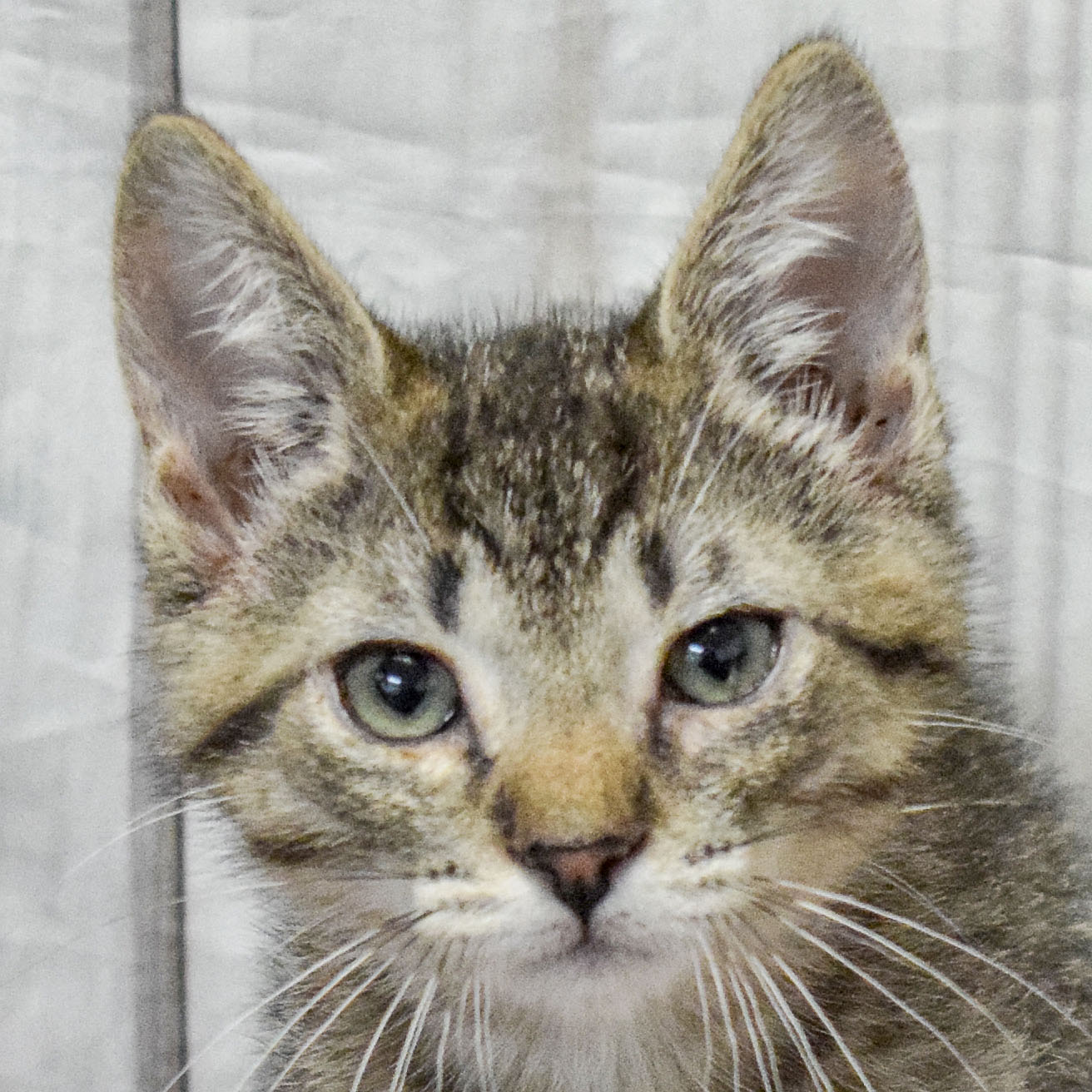 Raspberry - Animal House Shelter