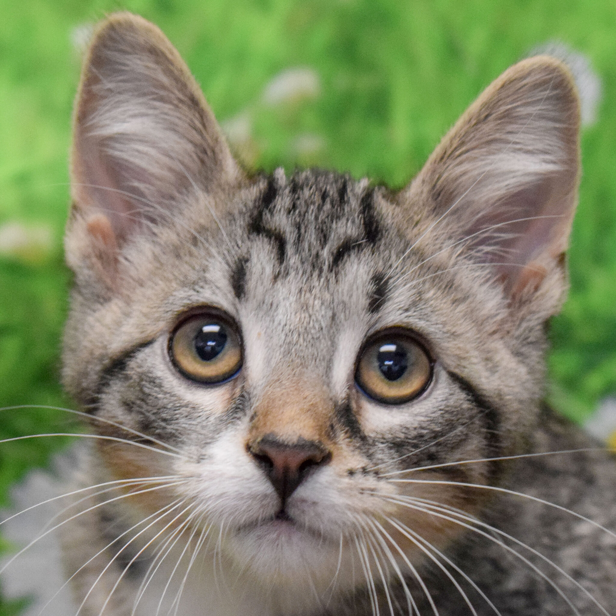 Ryno - Animal House Shelter