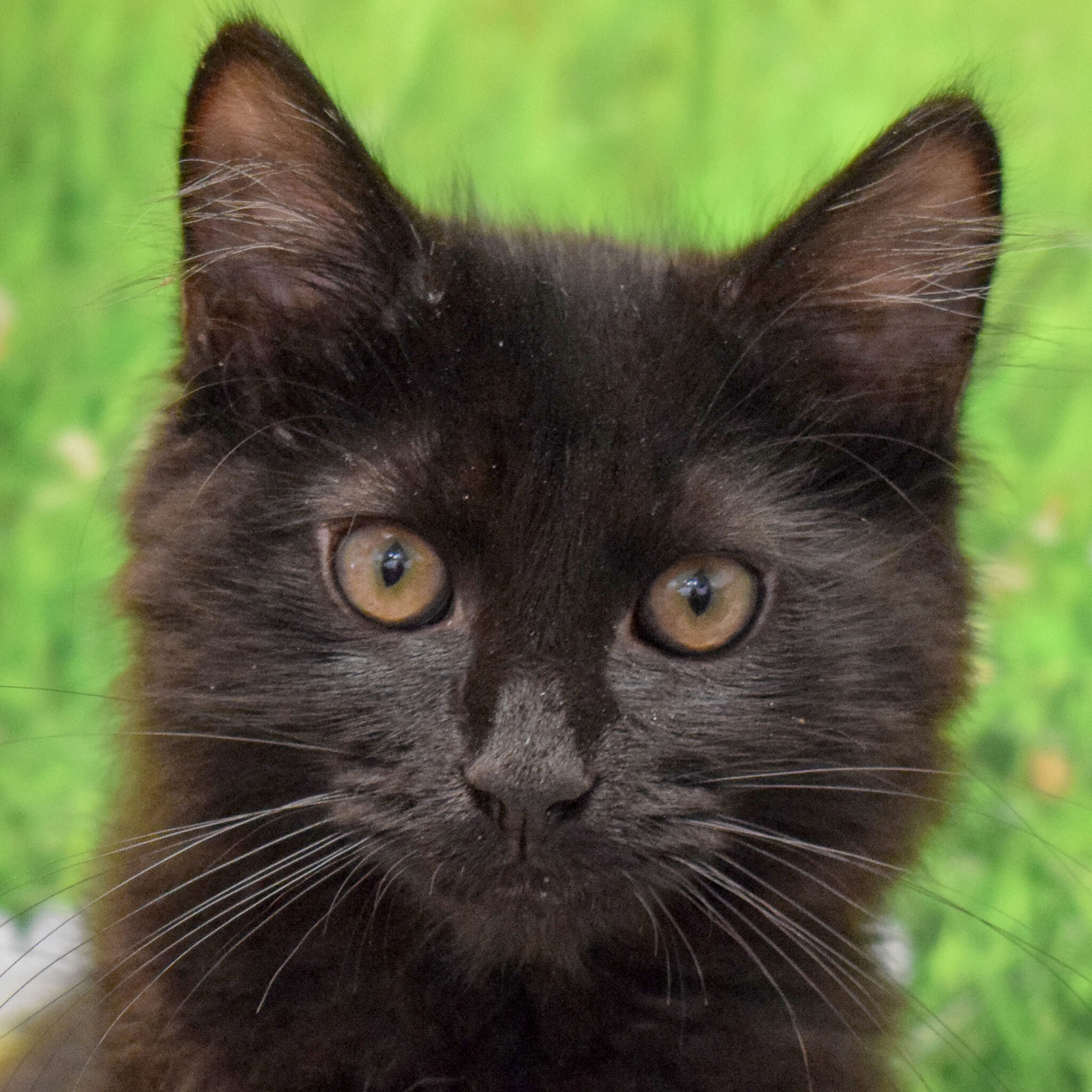 Sparky - Animal House Shelter