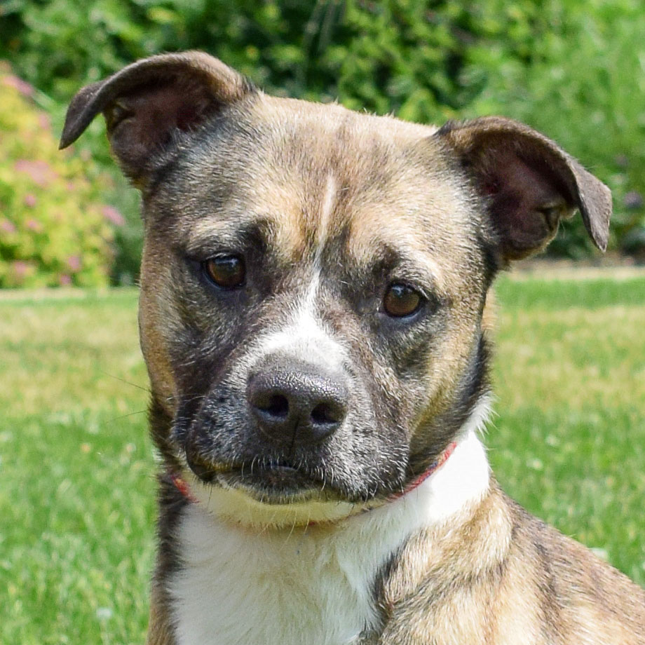 Toby - Animal House Shelter