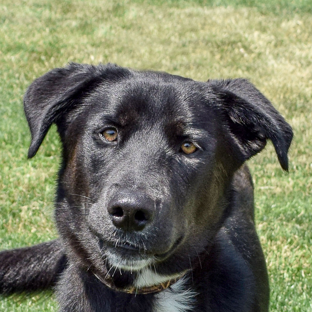 Tucker - Animal House Shelter
