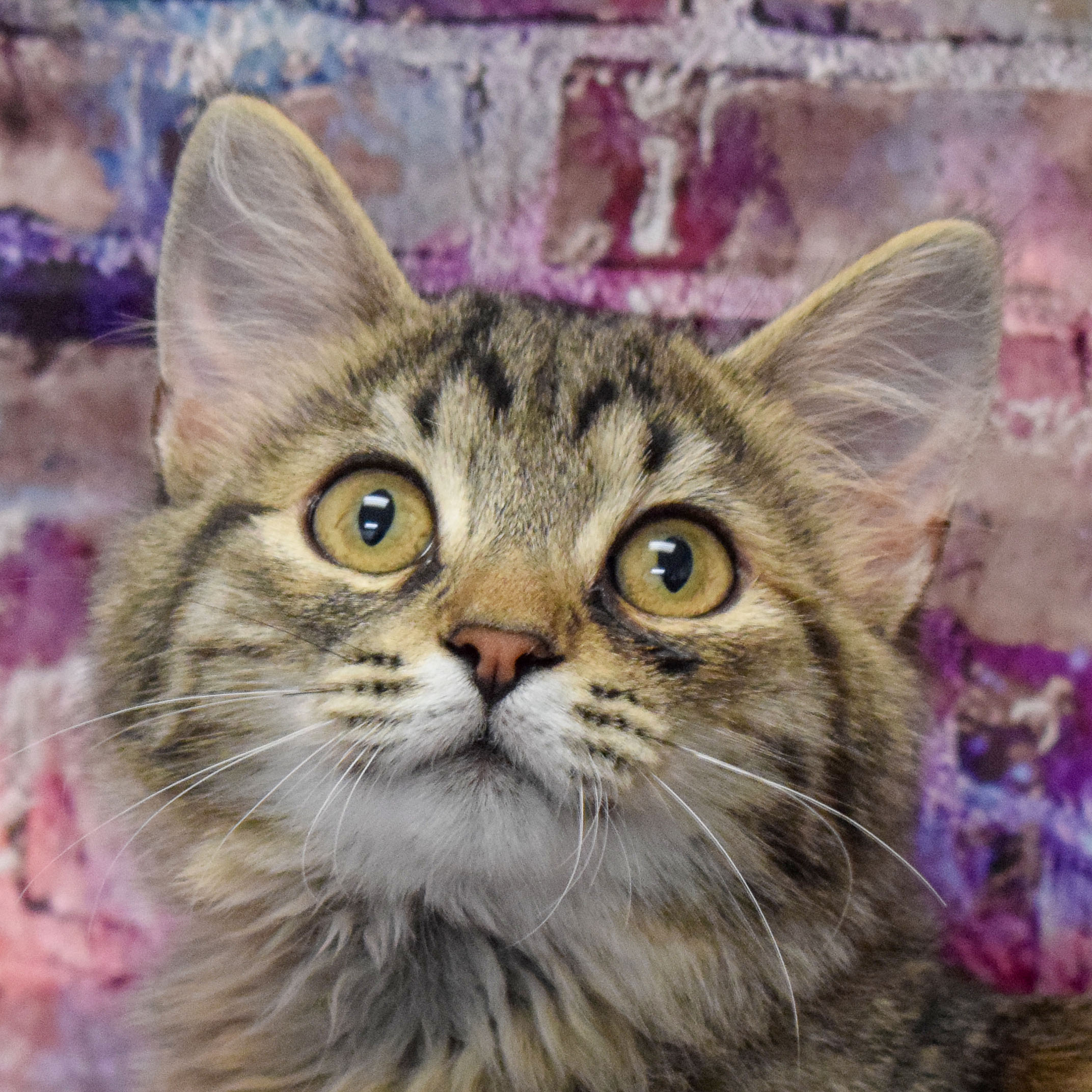 Willow - Animal House Shelter