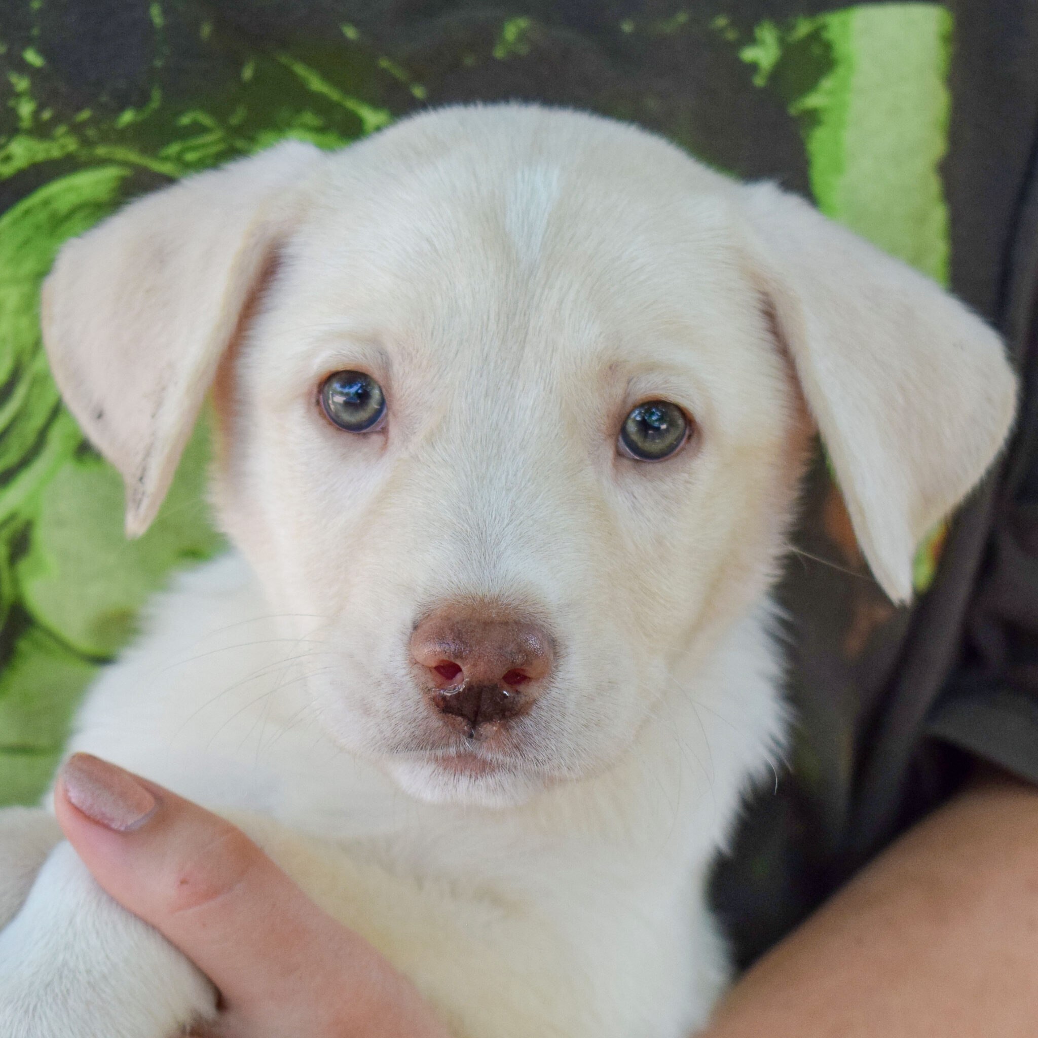 Zack - Animal House Shelter