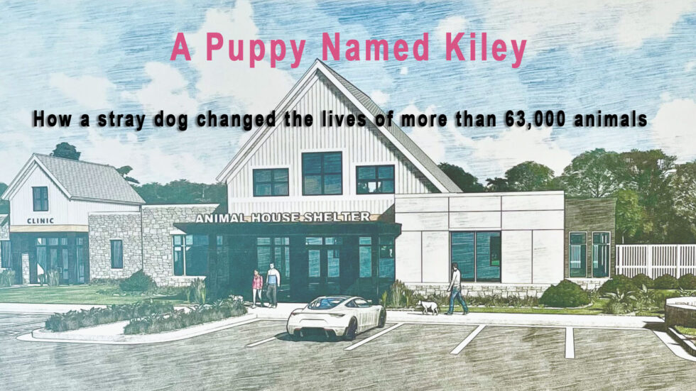 No-Kill Shelter for Cats & Dogs | Animal House Shelter