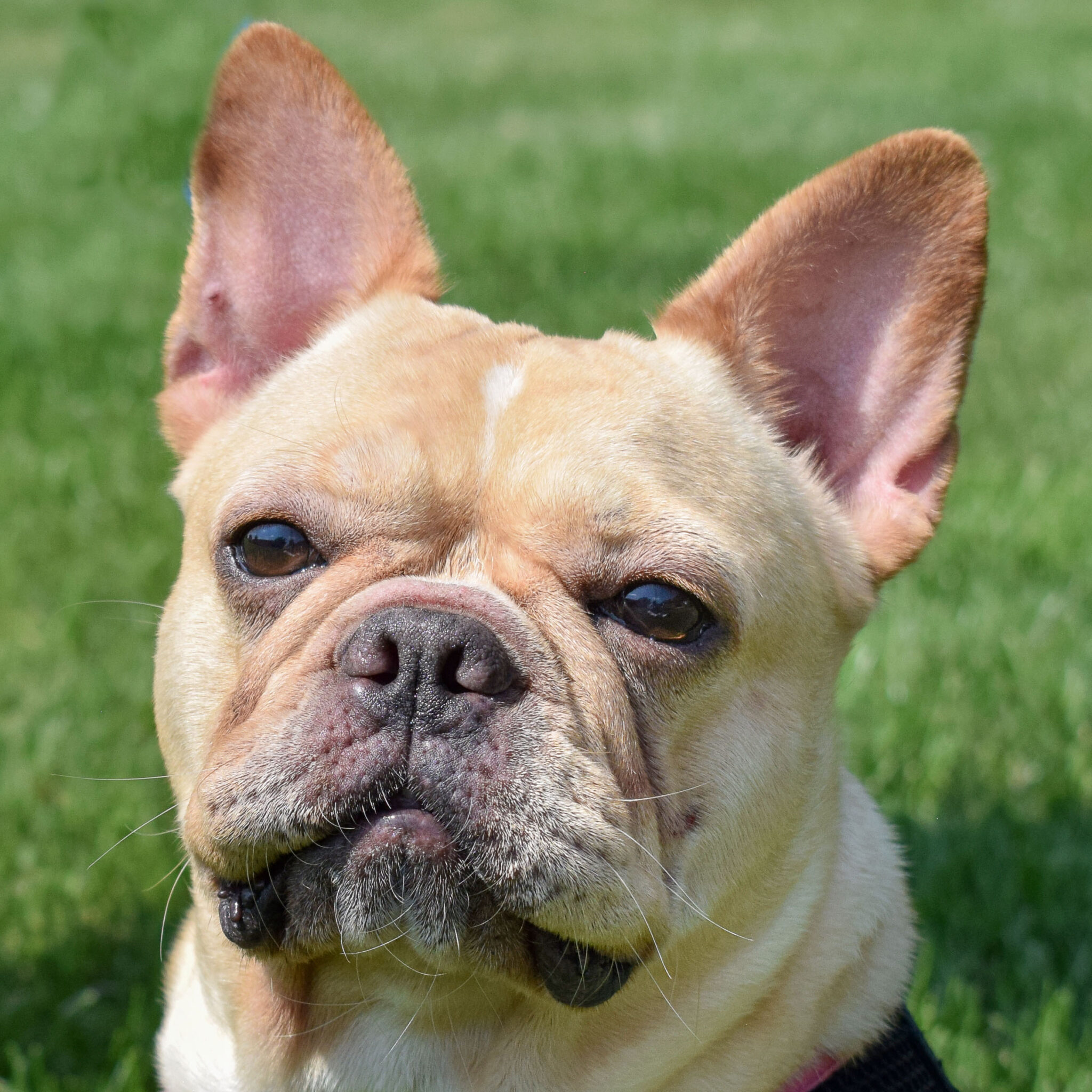 Ambrose - Animal House Shelter