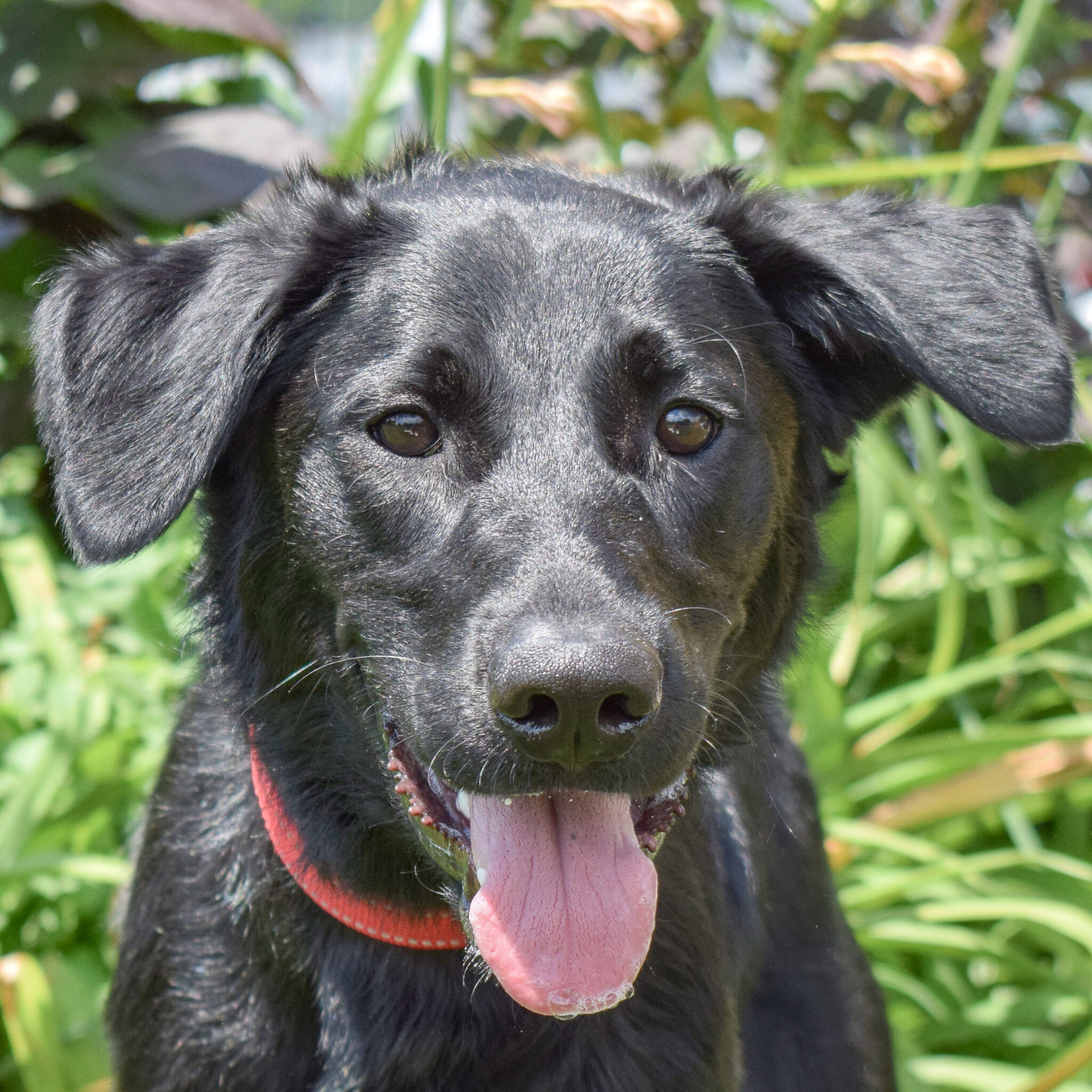 Bella Kay - Animal House Shelter