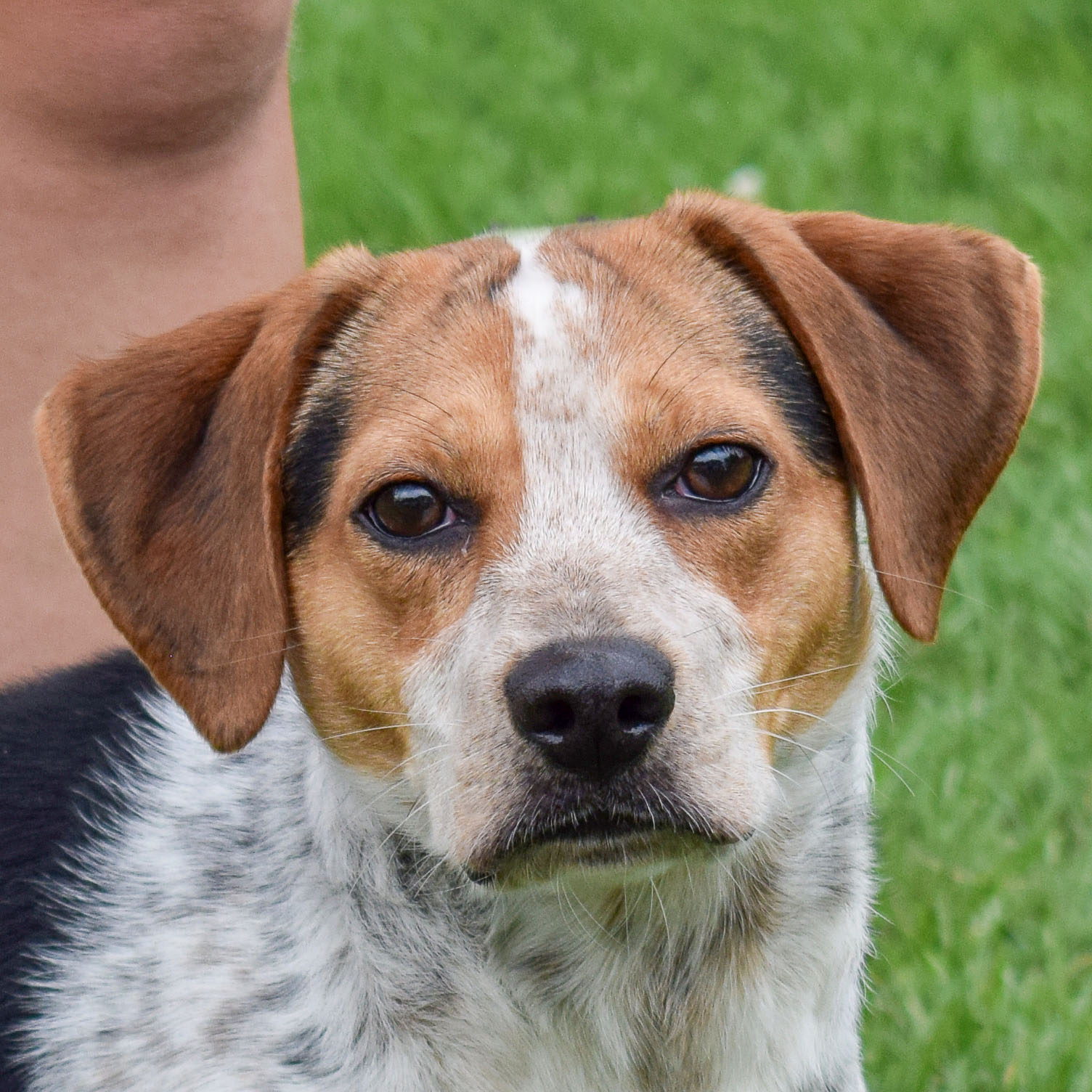 Buddy - Animal House Shelter