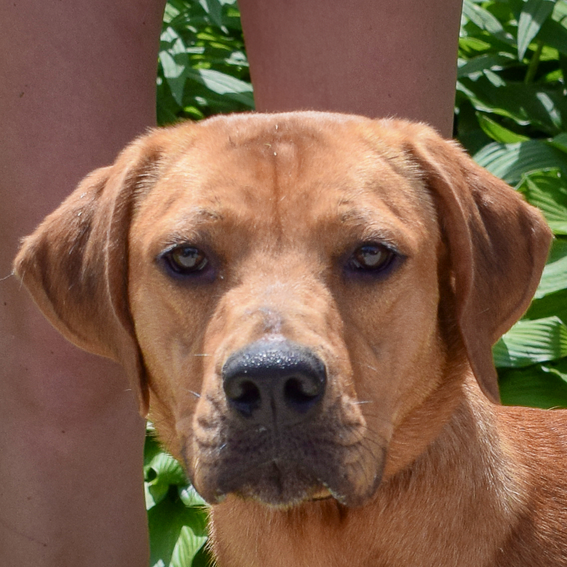 Buffy - Animal House Shelter