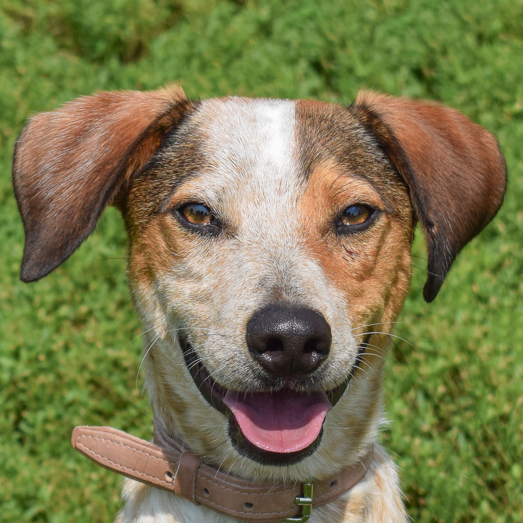 Caesar - Animal House Shelter