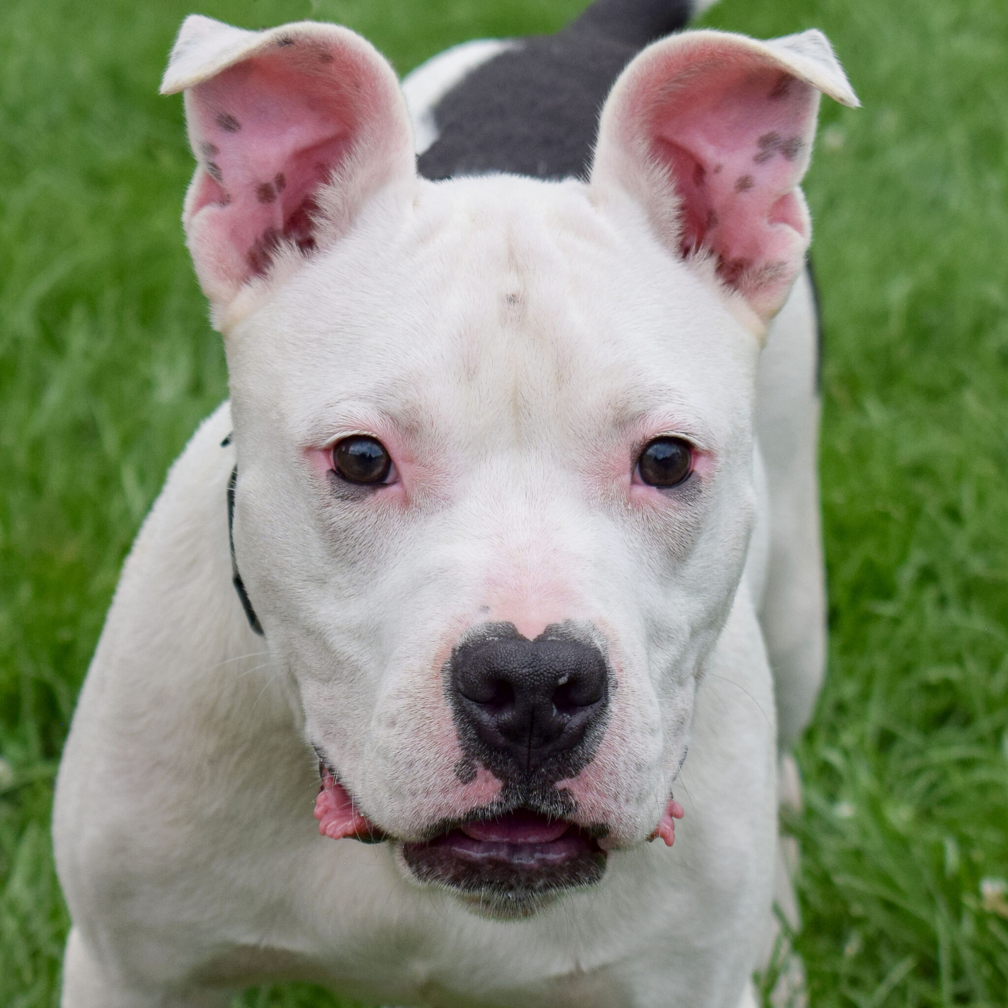 Charlie - Animal House Shelter