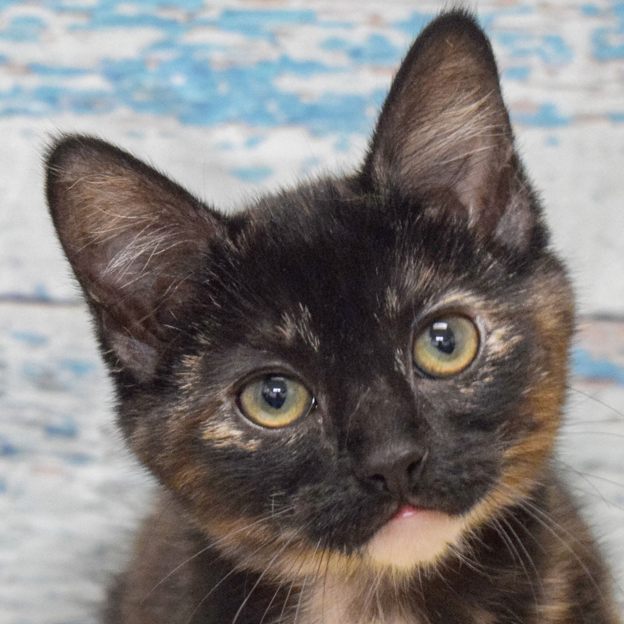 Cora - Animal House Shelter