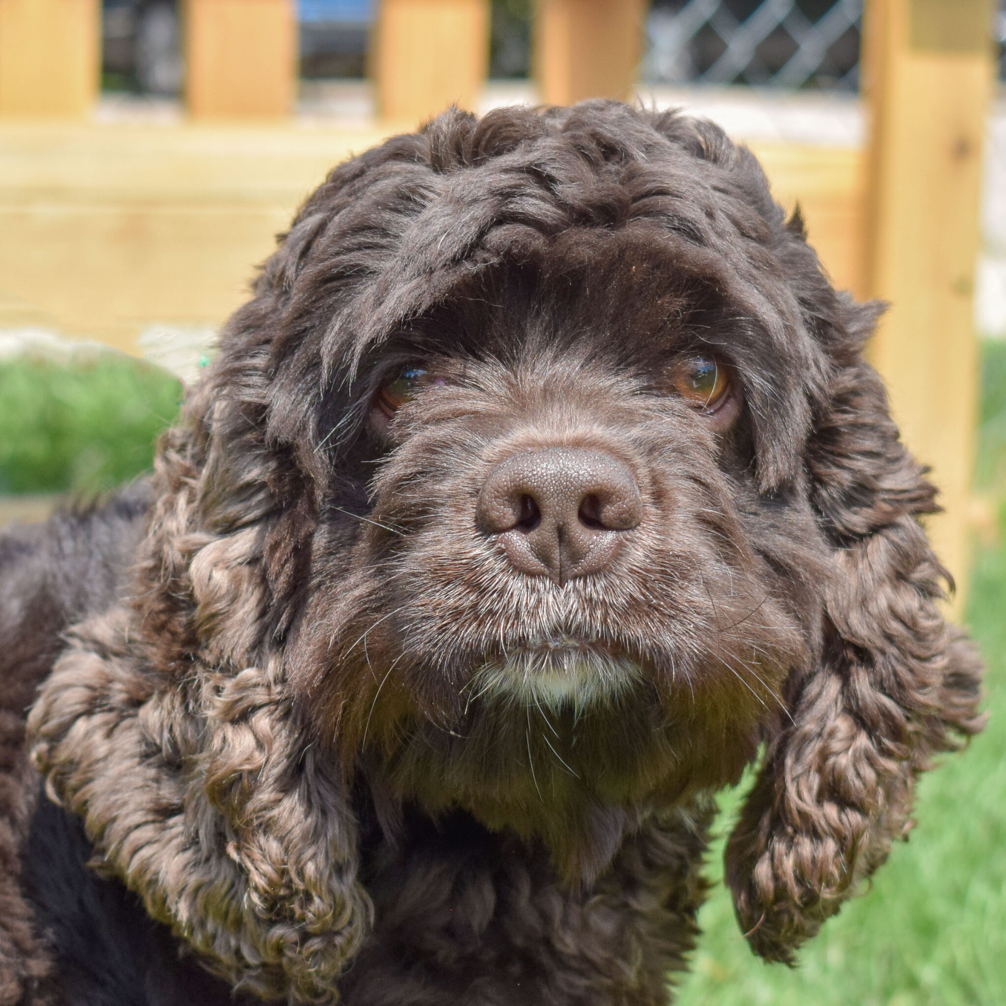 Darwin - Animal House Shelter